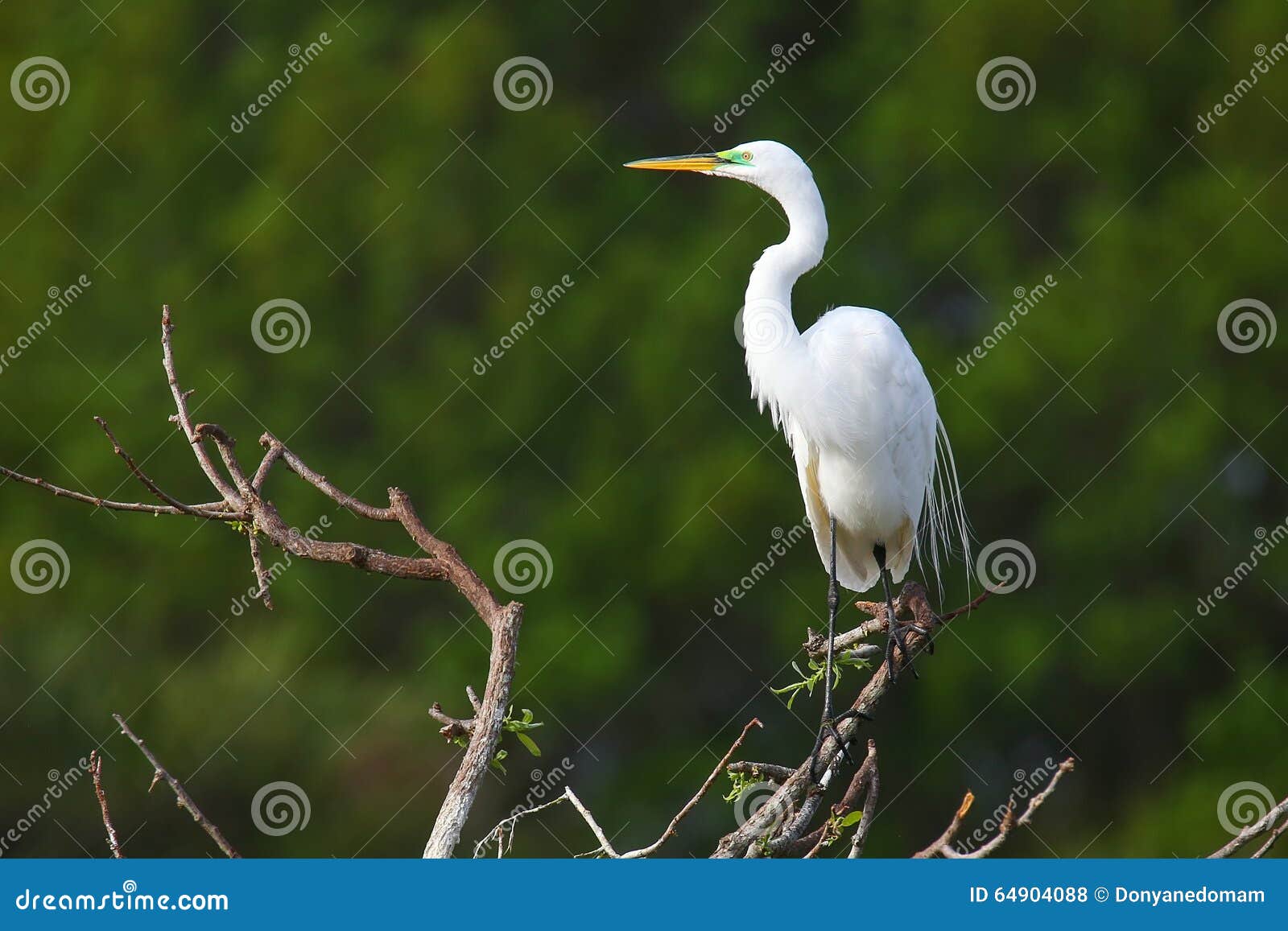 Great Egret (Ardea alba) stock photo. Image of everglades - 64904088