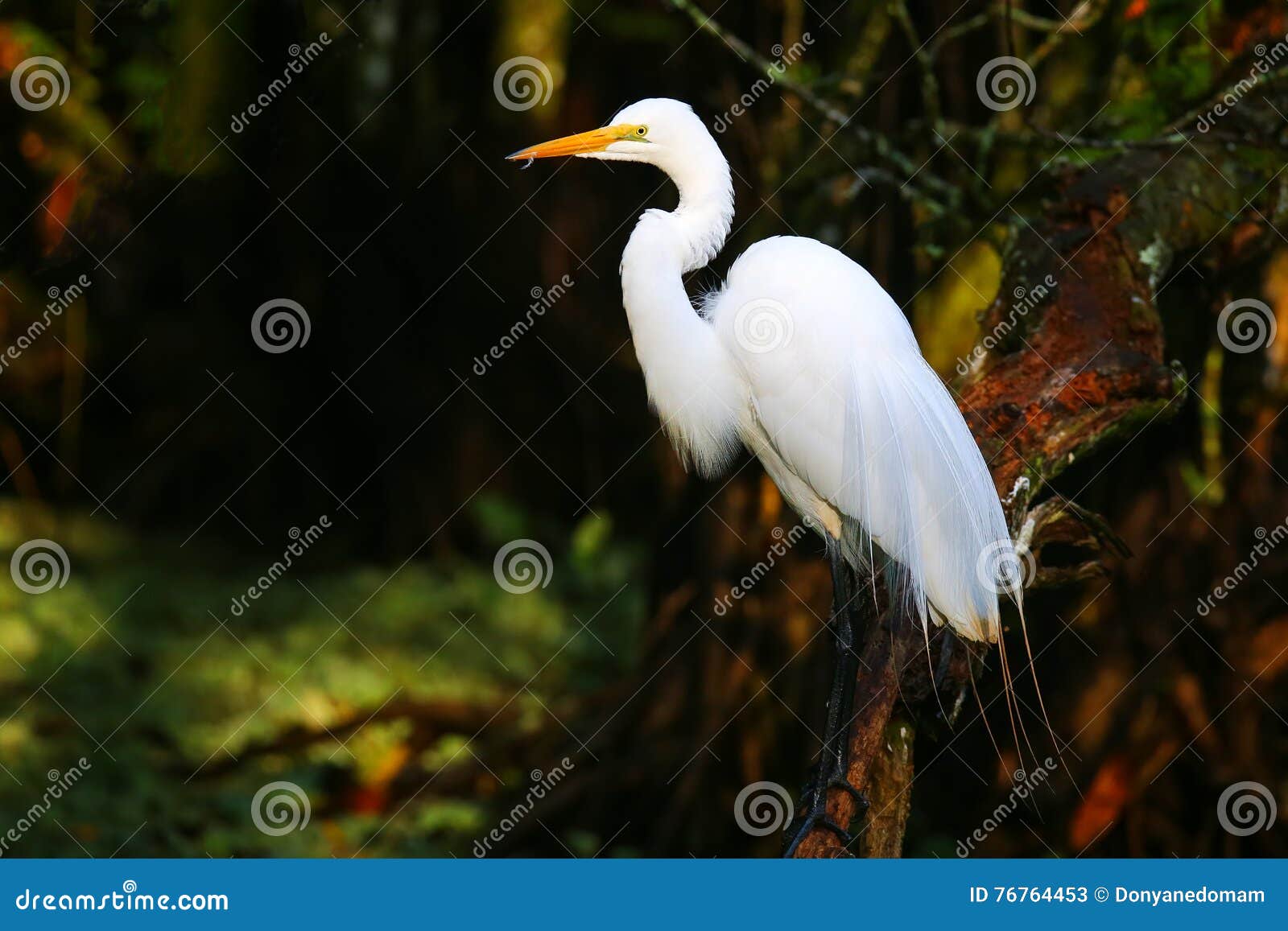 Great Egret (Ardea alba) stock image. Image of north - 76764453