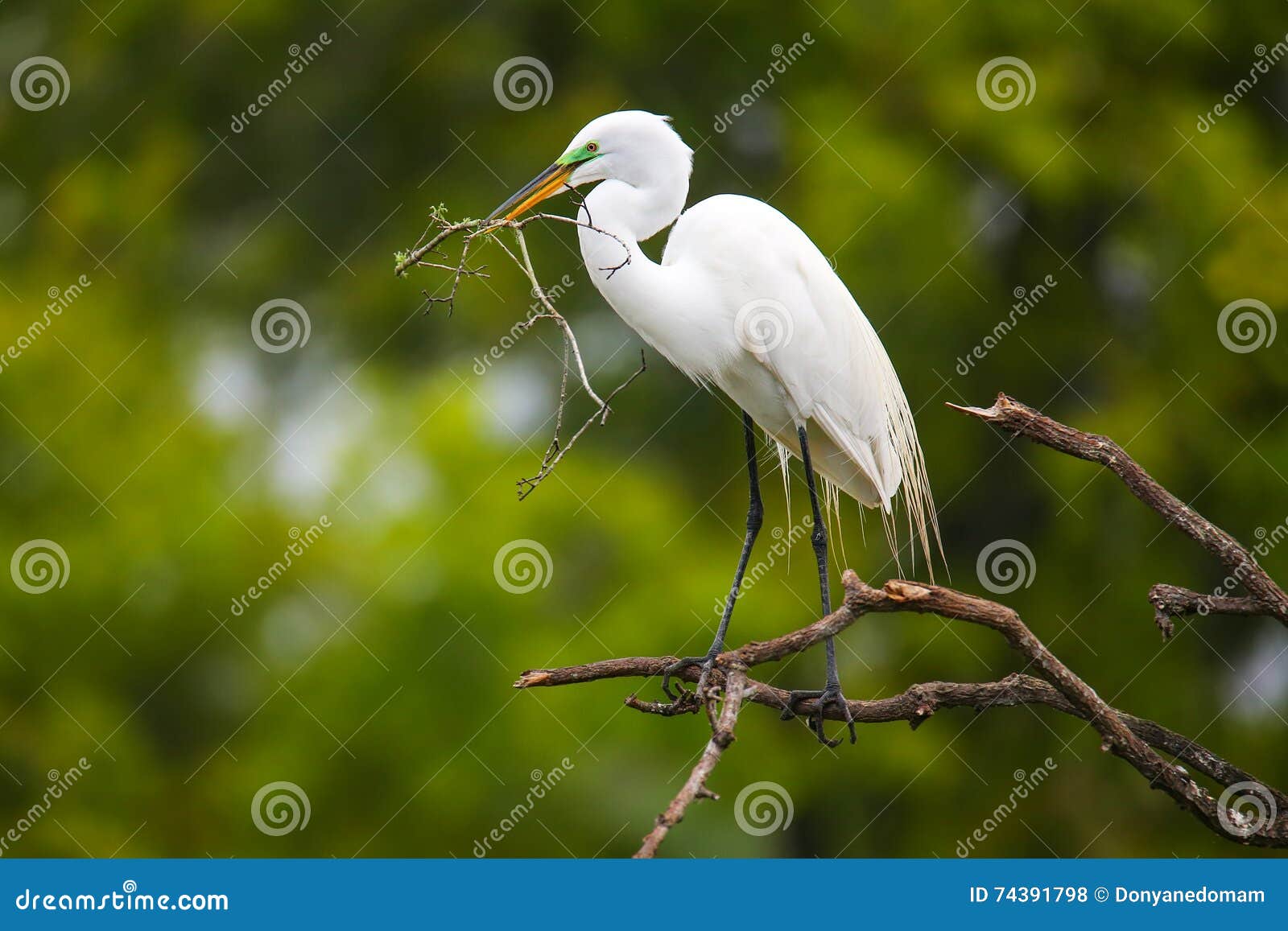 Great Egret (Ardea alba) stock photo. Image of america - 74391798