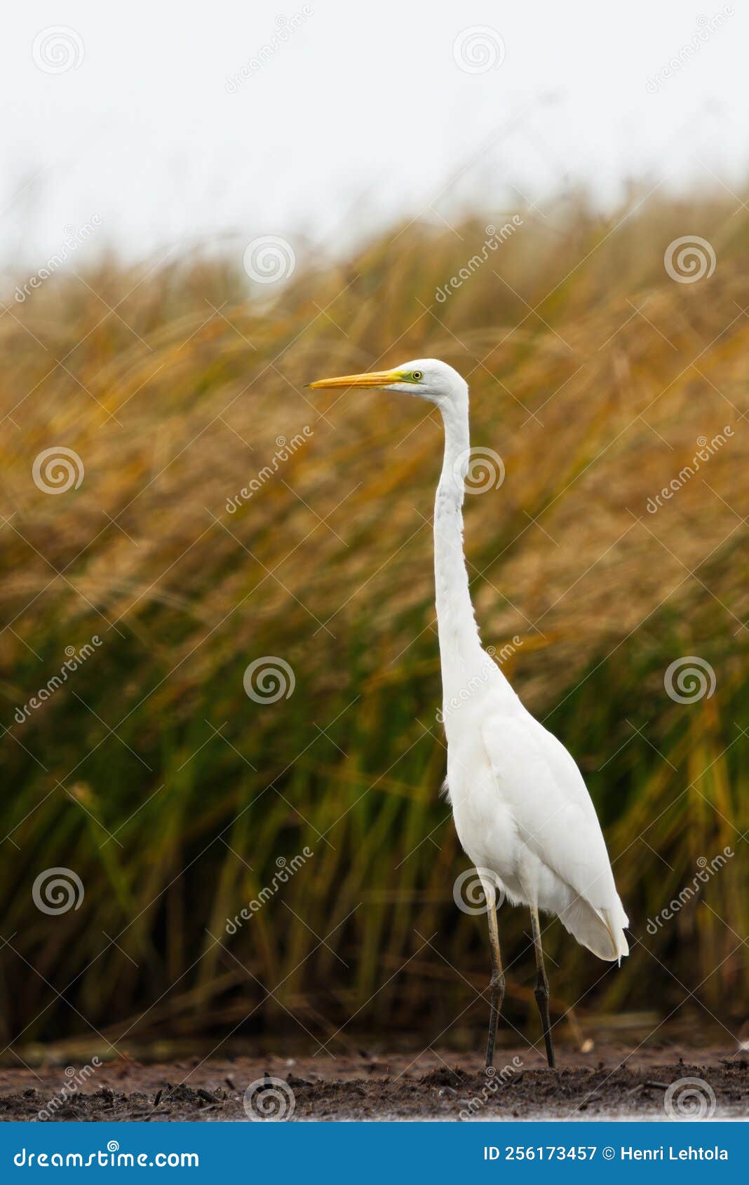 Great Egret (Ardea Alba) Standing Tall in the Wetlands. Stock Image ...