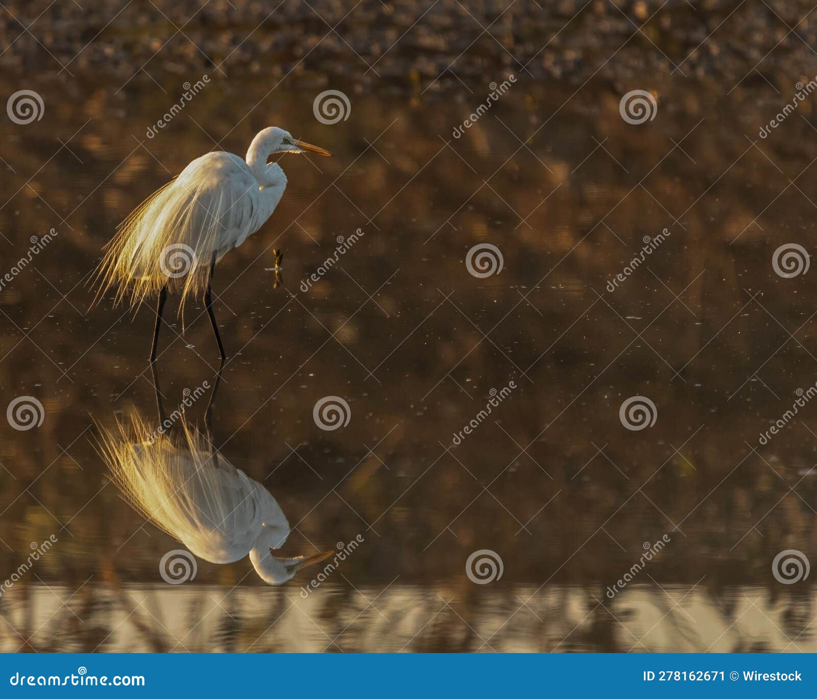 Great Egret (Ardea Alba) Wading in the Water Stock Image - Image of ...