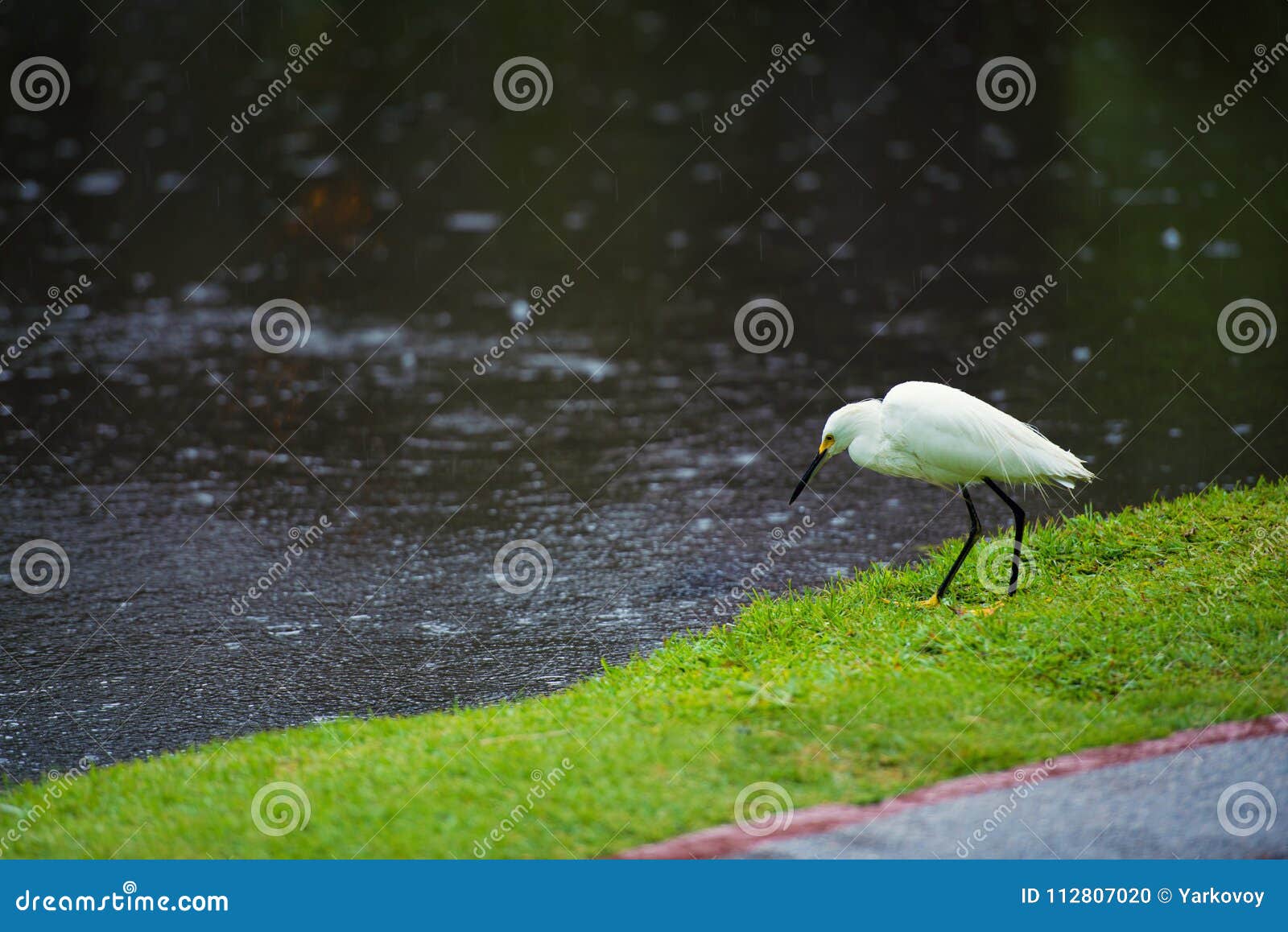 Great Egret on the Background of a Green Grass Stock Photo - Image of ...