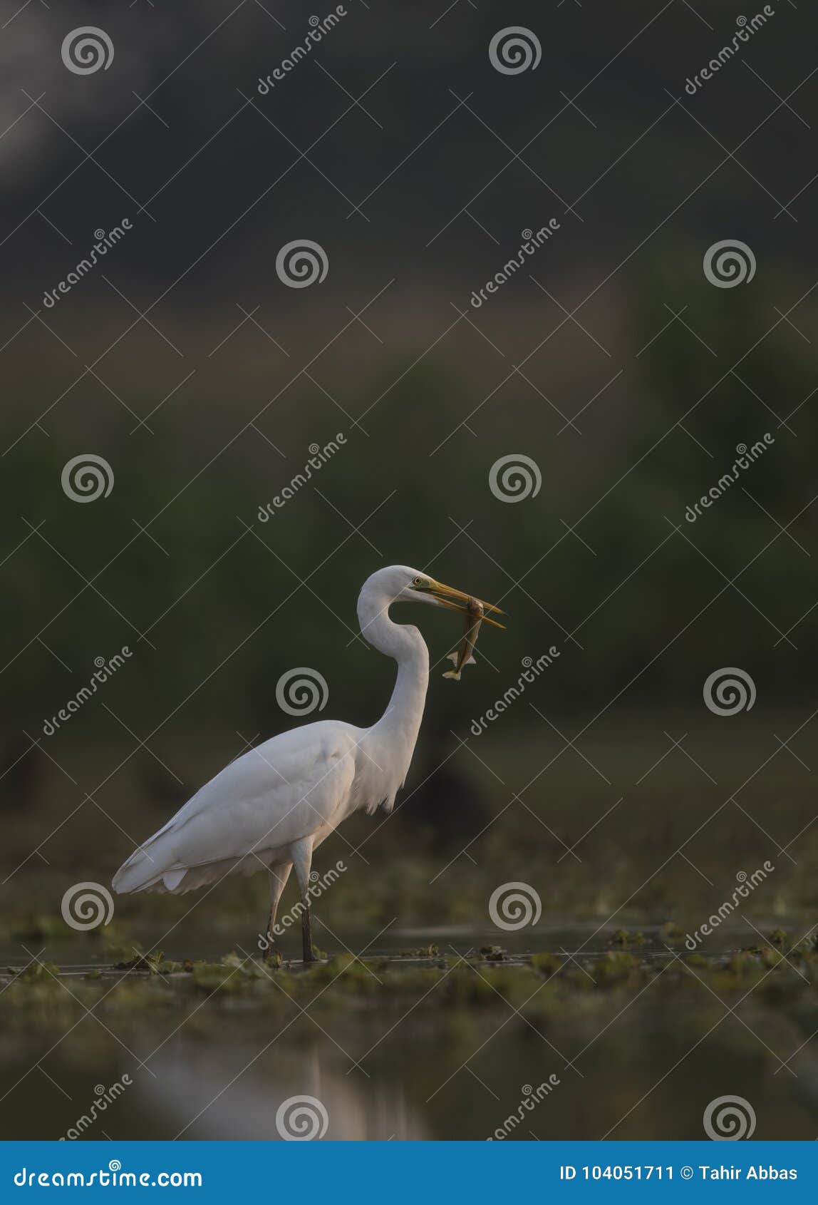 The Great Egret with Big Fish Stock Image - Image of hunting, egret ...