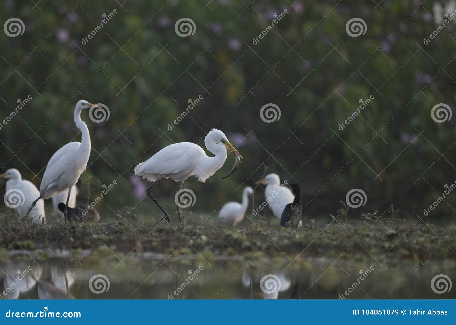 The Great Egret with Big Fish Stock Image - Image of mood, hunting ...