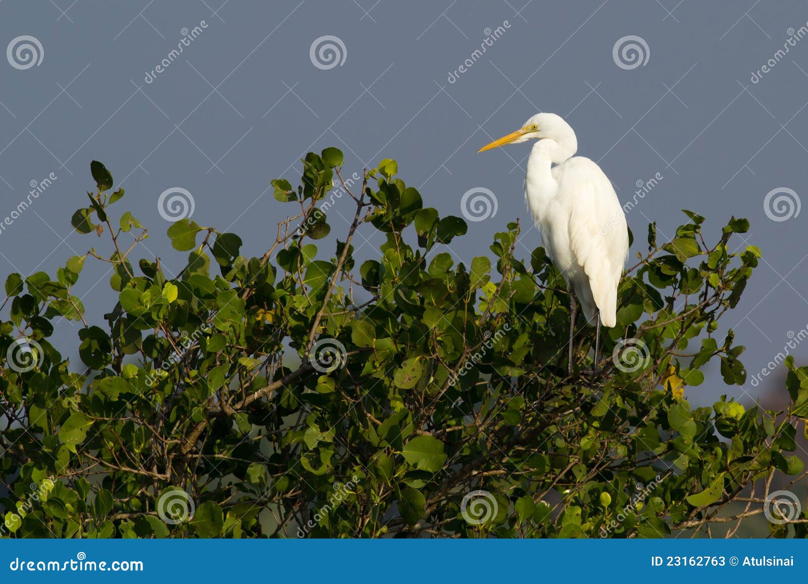 Great Egret Bird stock image. Image of perched, night - 23162763