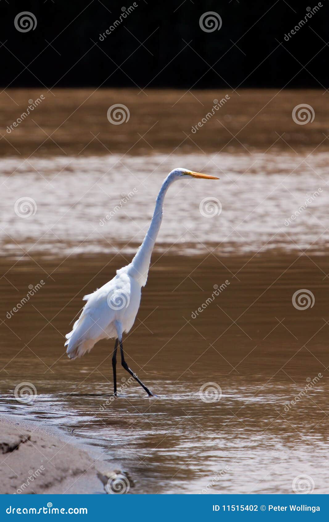 Great Egret Bird Standing in the Water Stock Photo - Image of feather ...