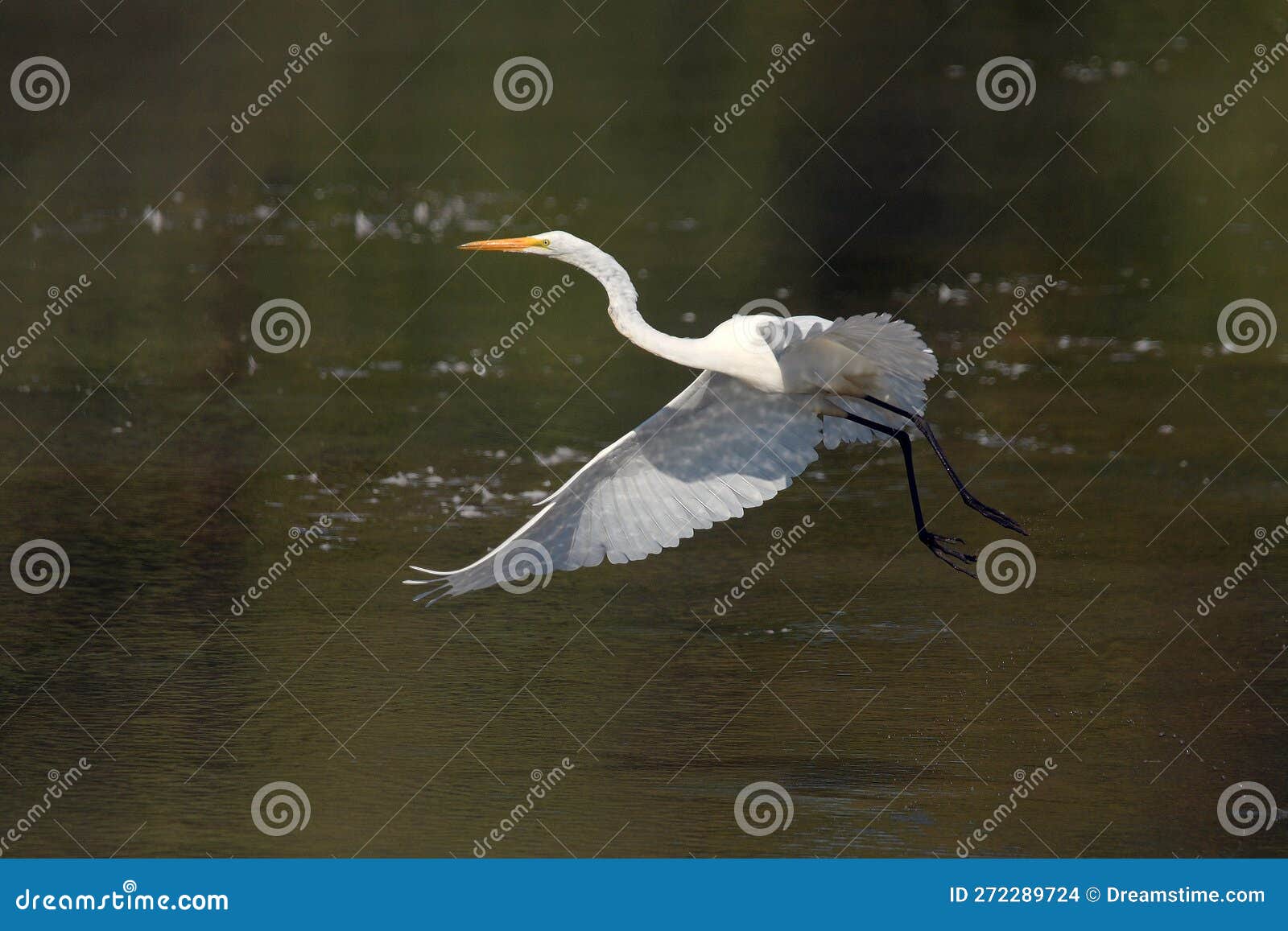 Great Egret Bird Take Off in Flight Stock Photo - Image of large ...