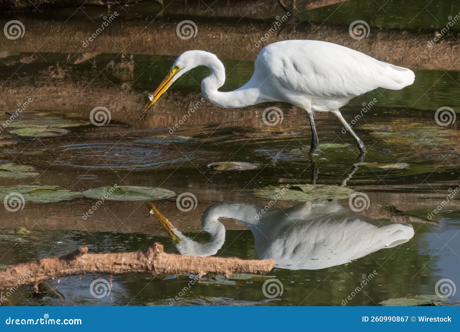 Great Egret with fish stock image. Image of bird, water - 260990867