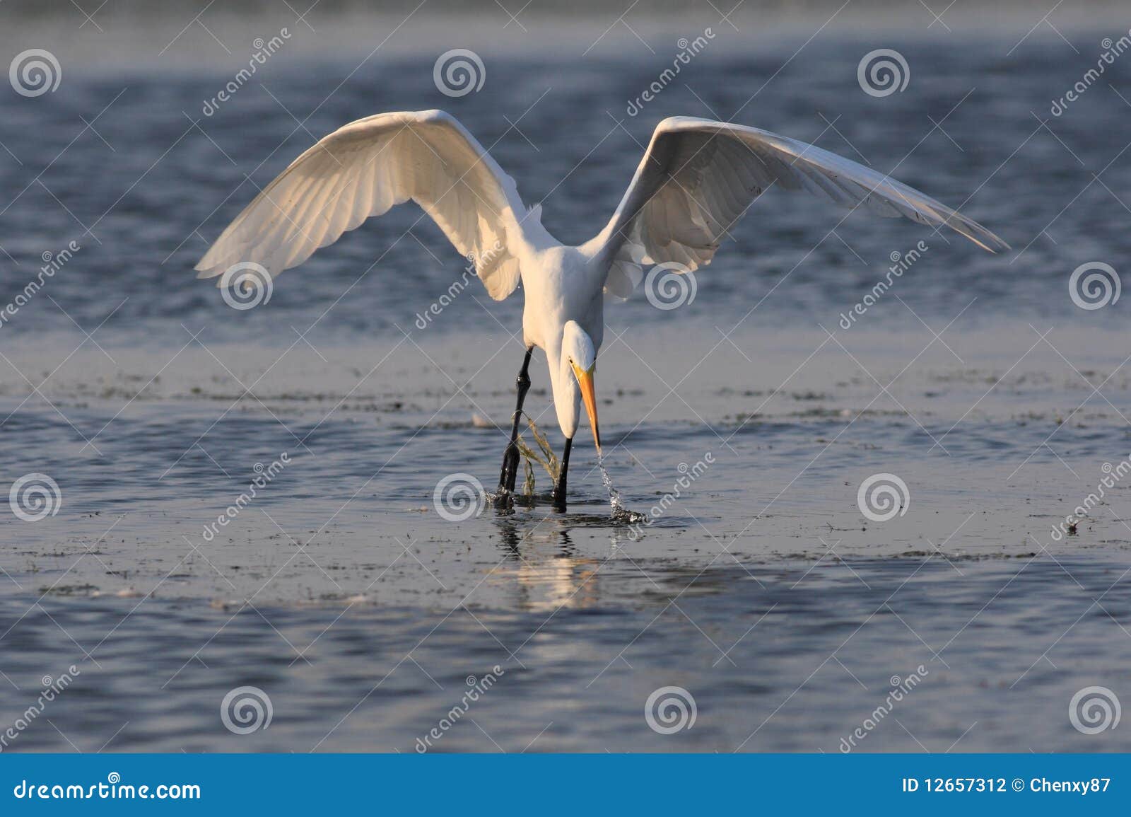 Great Egret Catching a Fish in Jamaica Bay Stock Photo - Image of egret ...
