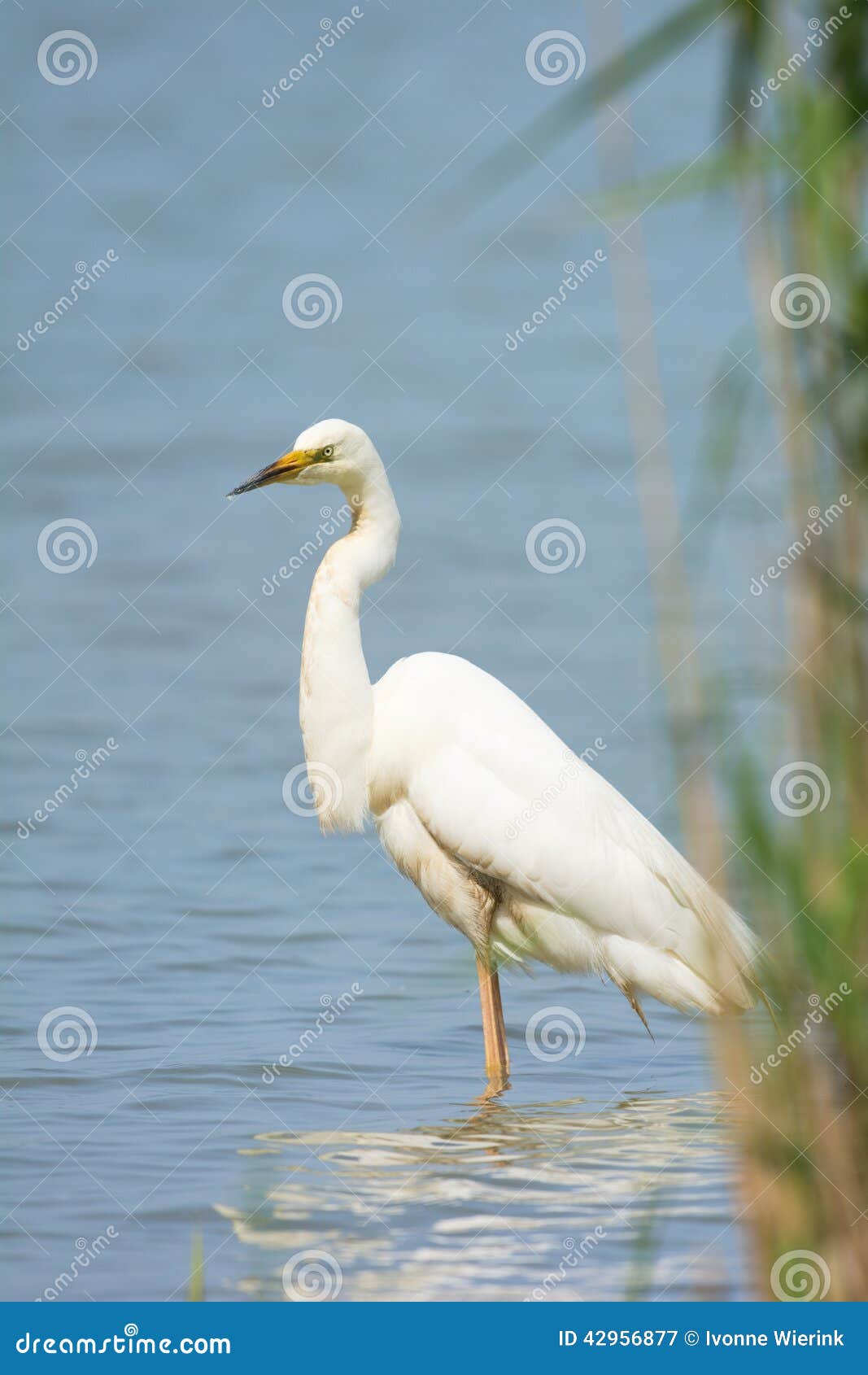Great Egret stock image. Image of oostvaardersplassen - 42956877