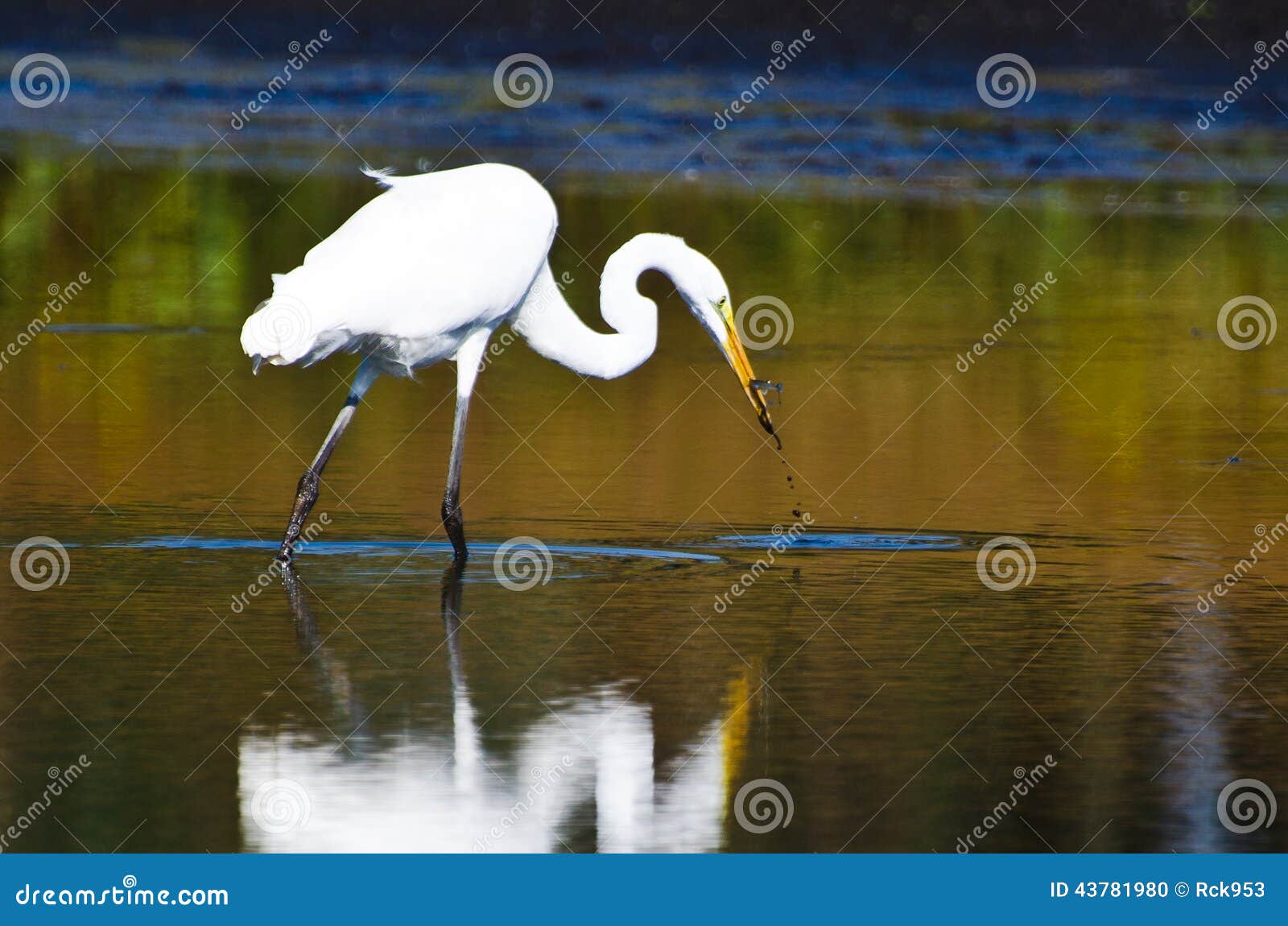 Great Egret with Caught Fish in Autumn Stock Photo - Image of water ...