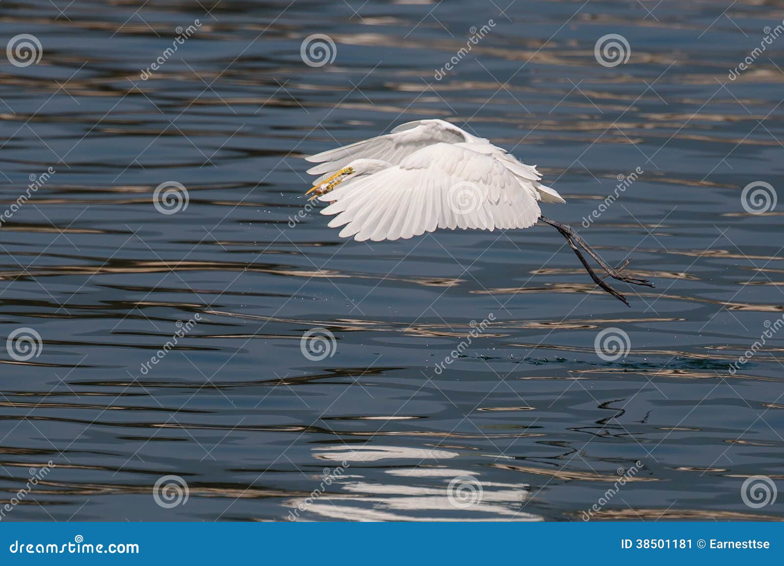 Great Egret caught fish stock image. Image of animal - 38501181