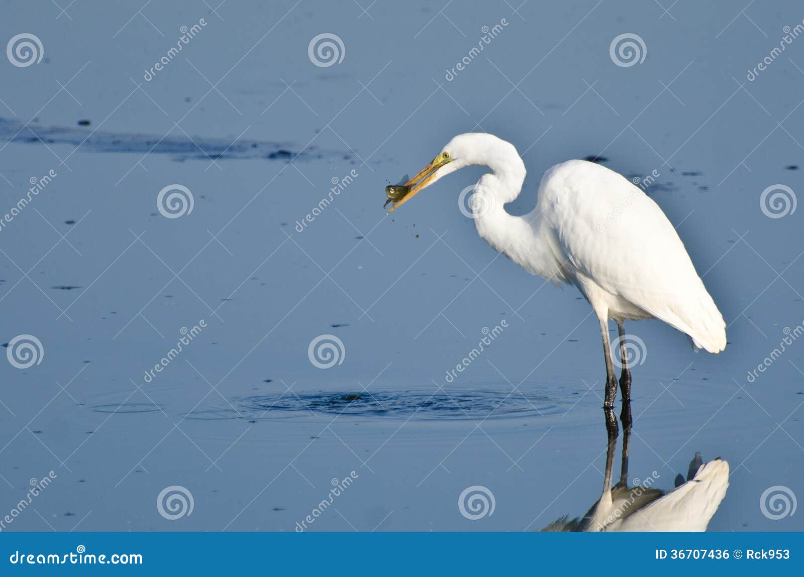 Great Egret with Caught Fish Stock Photo - Image of nature, wild: 36707436