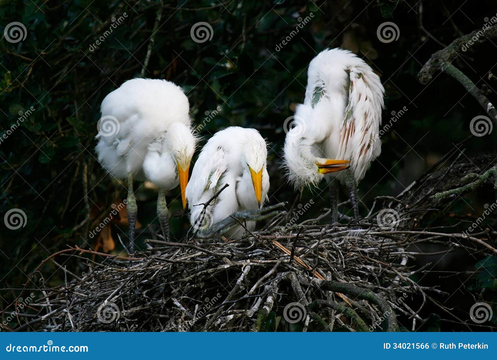 Great Egret Chick stock photo. Image of nature, florida - 34021566