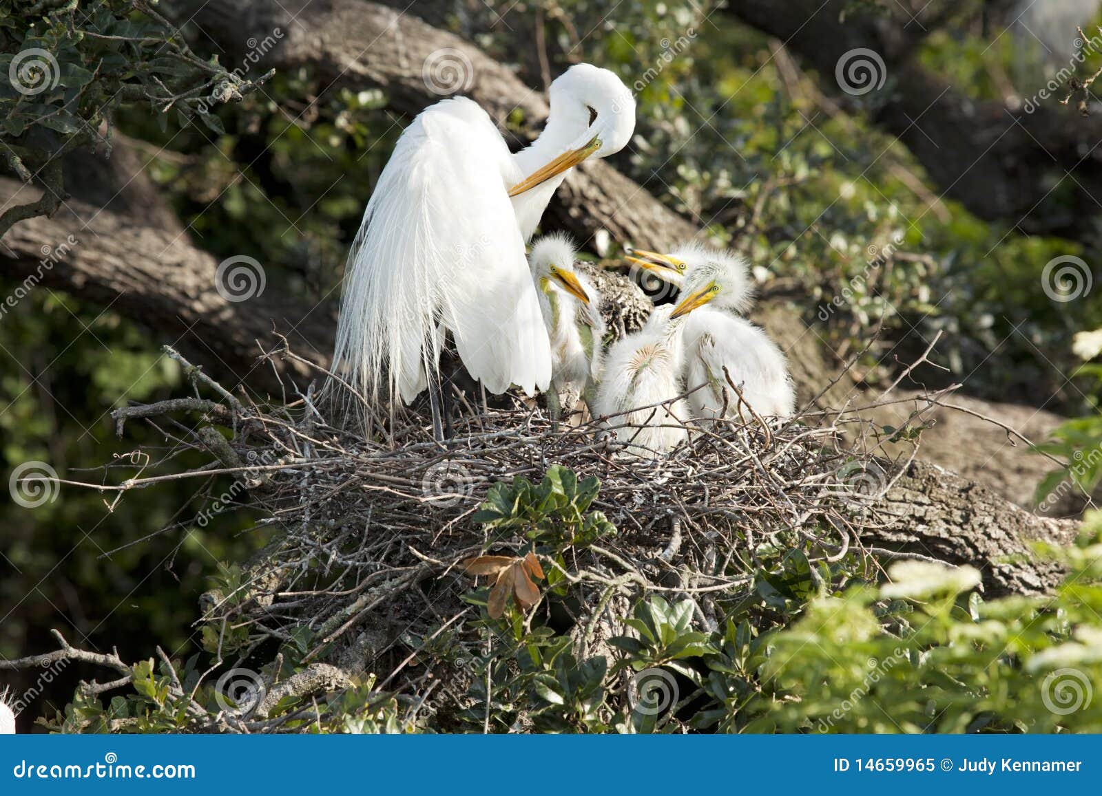 Great Egret and Chicks in Nest Stock Image - Image of legs, fledgling ...