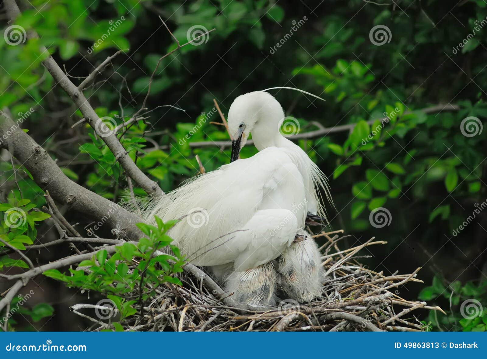 Great egret chicks in nest stock image. Image of animals - 49863813