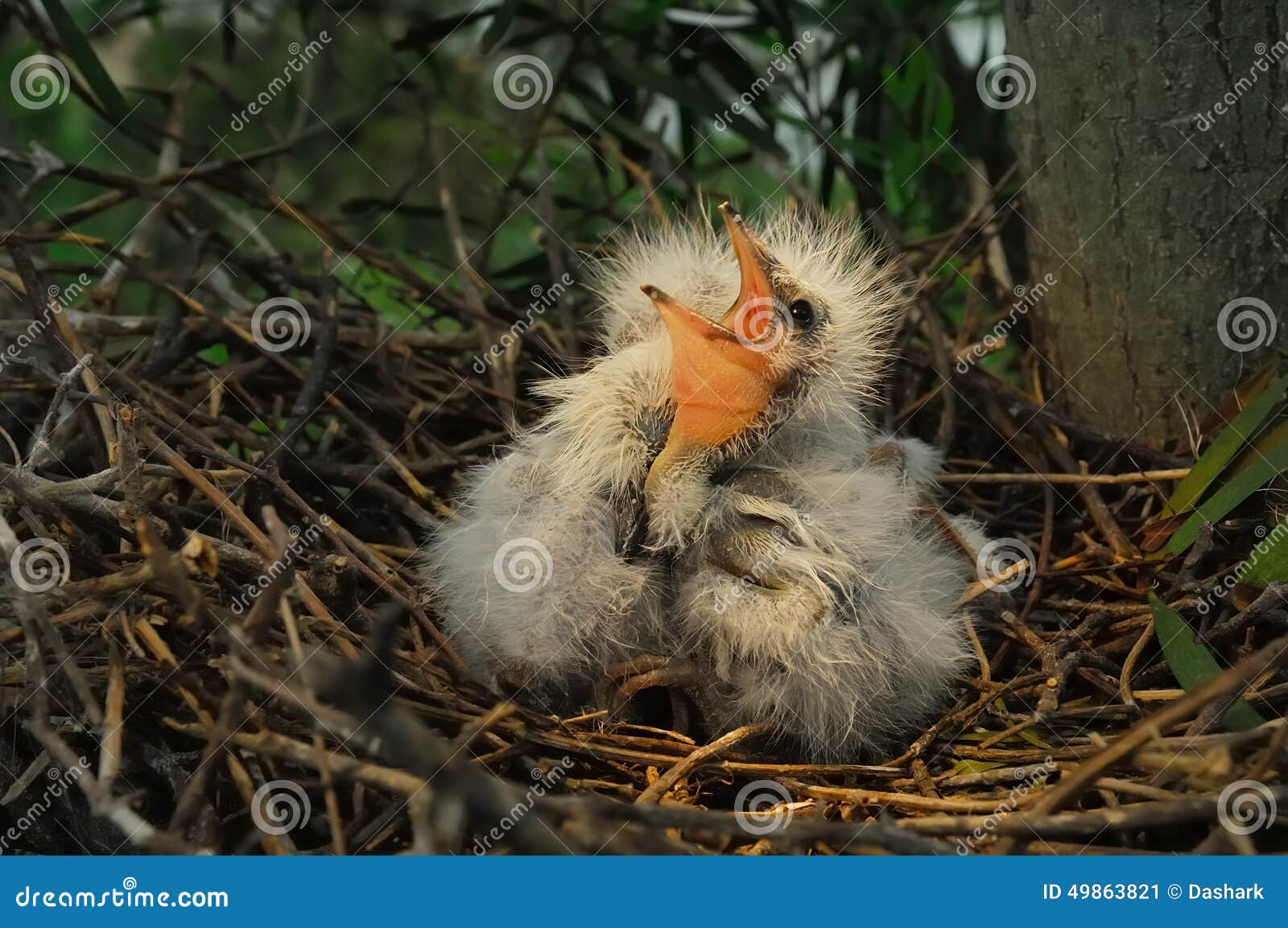 Great egret chicks in nest stock image. Image of hunger - 49863821