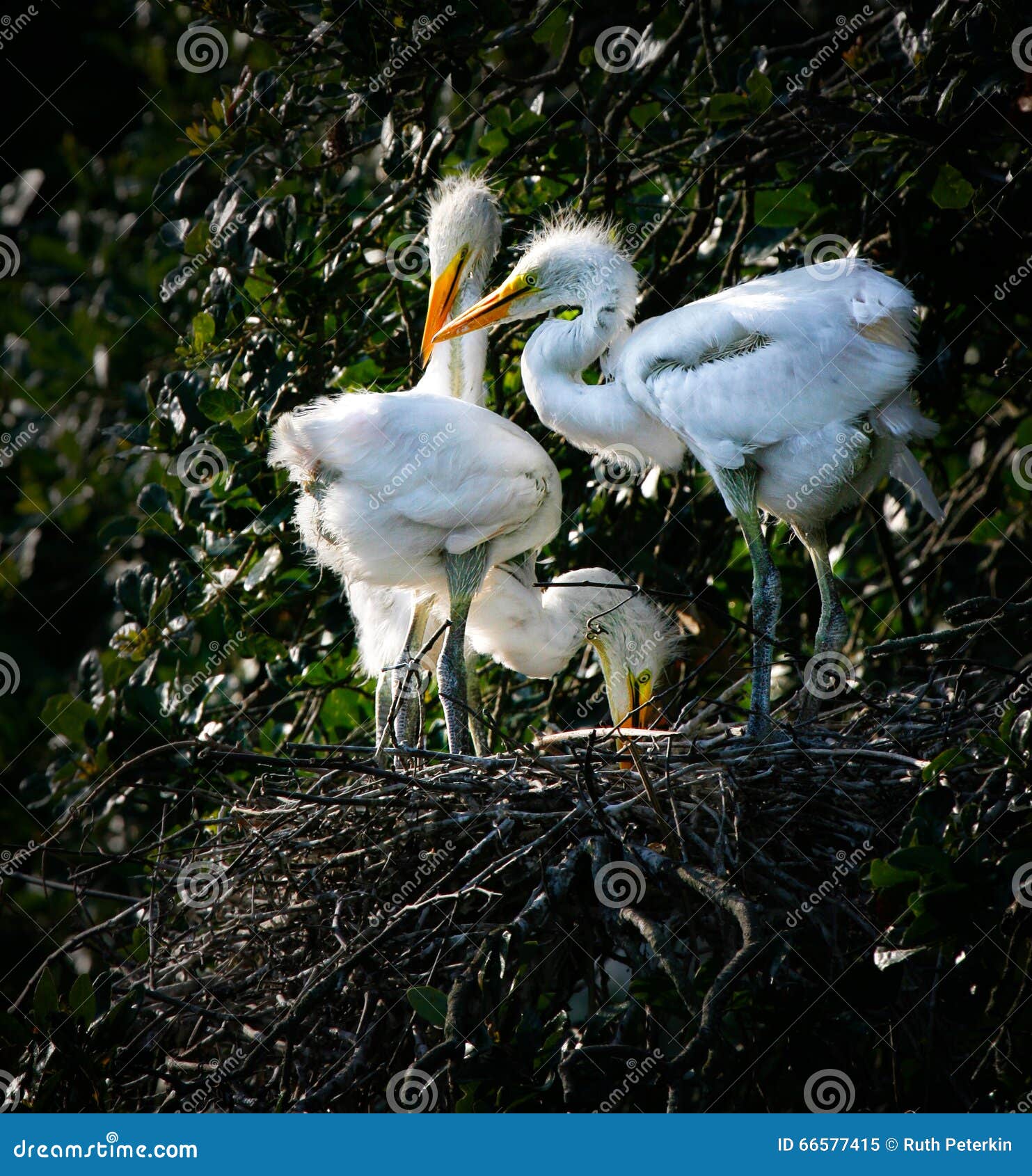 Great Egret Chicks stock image. Image of heron, chicks - 66577415
