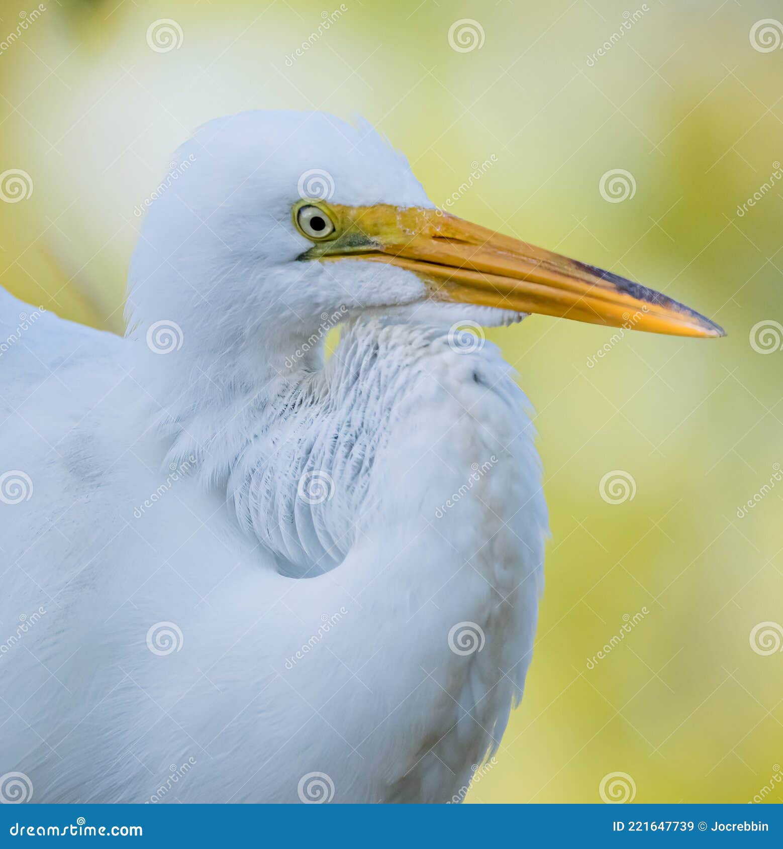 Great Egret in Close Up Profile Facing Right Stock Image - Image of ...