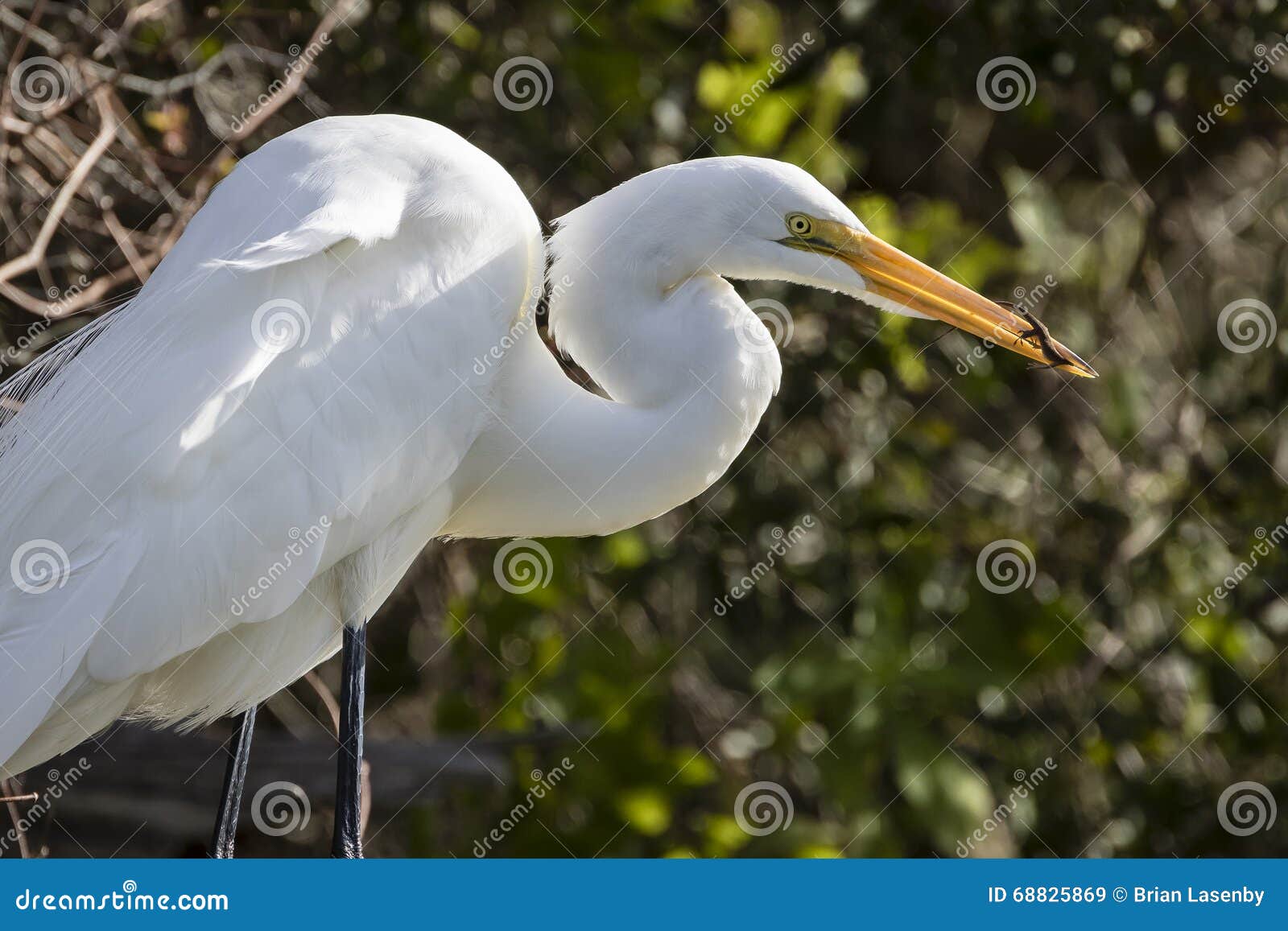 Great Egret Eating an Anole - Florida Stock Image - Image of pond ...