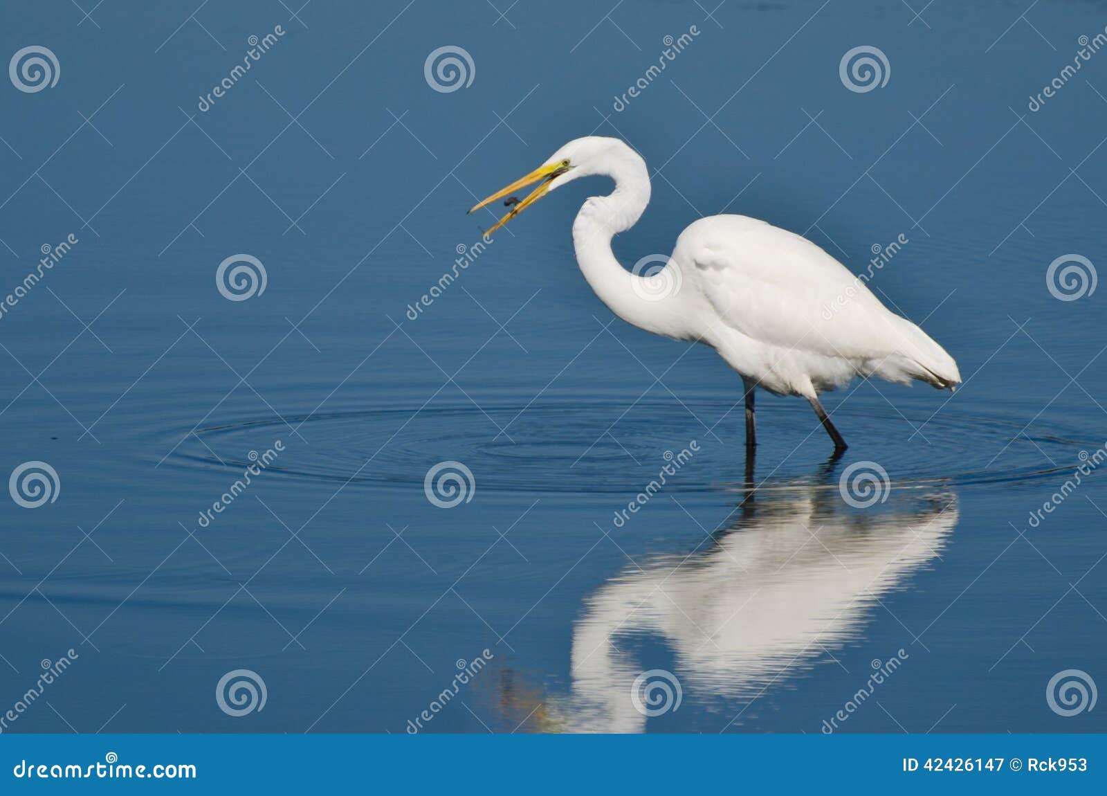 Great Egret Eating Fish stock image. Image of heron, yellow - 42426147