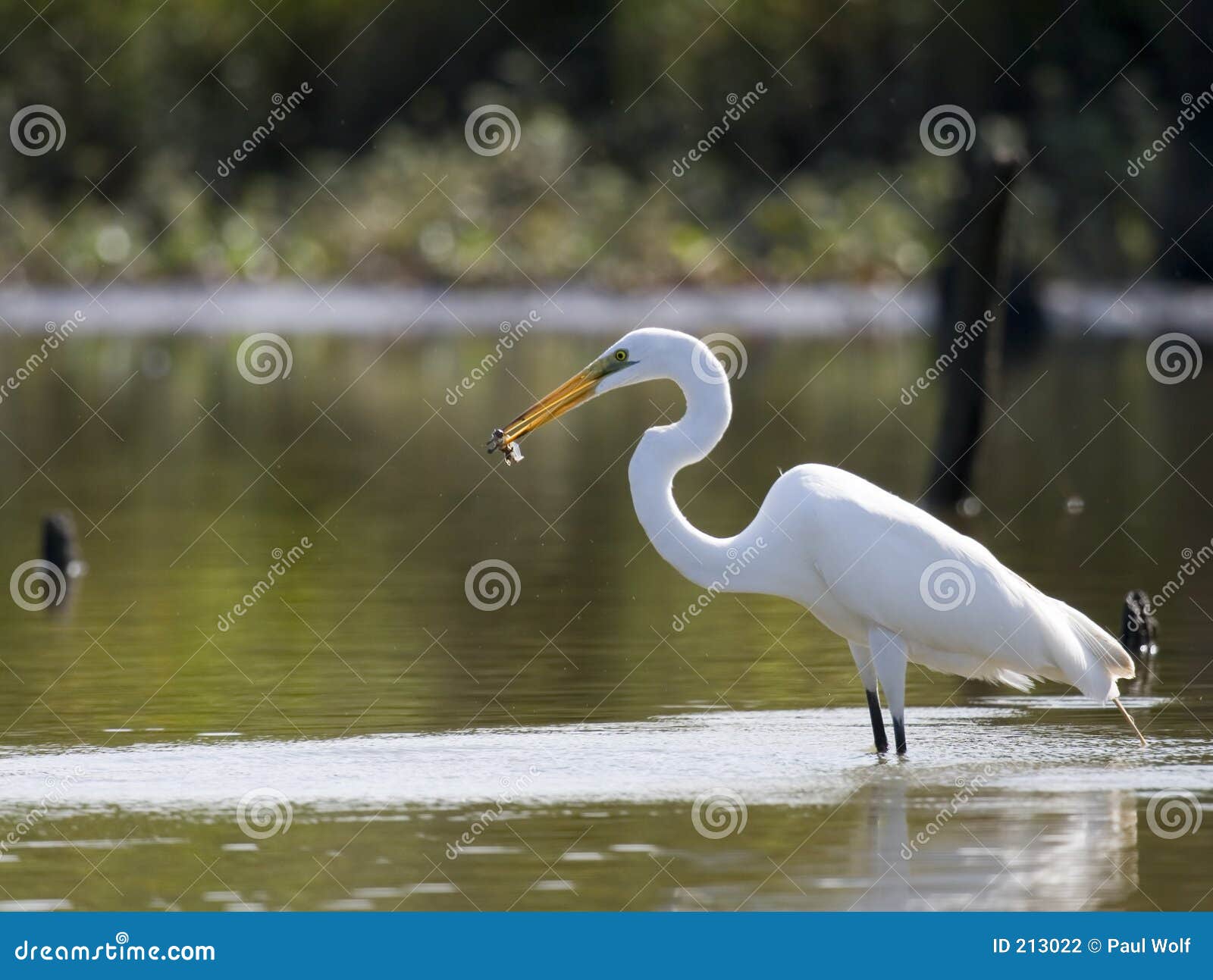 Great Egret with Fish 2 stock photo. Image of wildlife - 213022