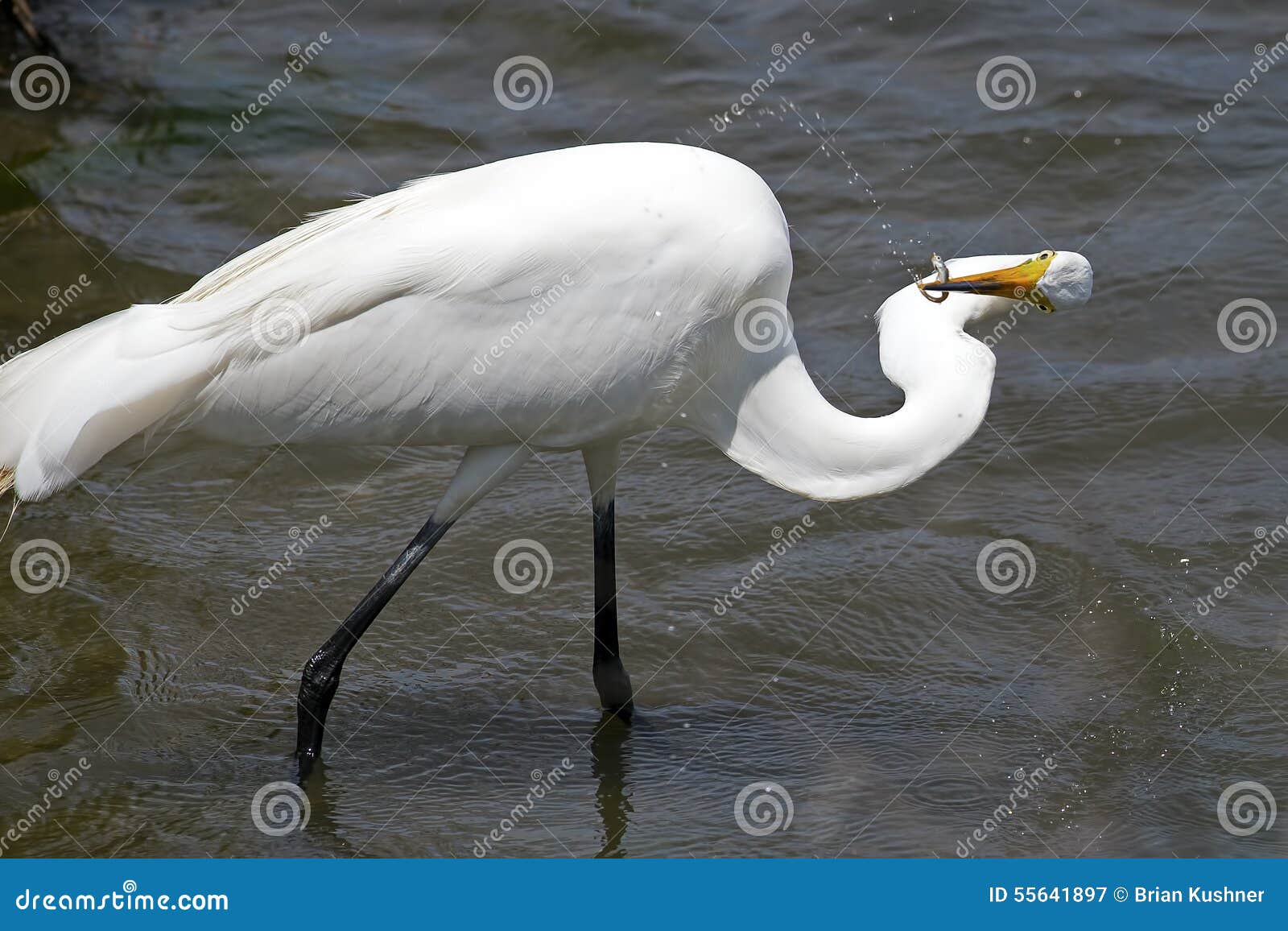 Great Egret with Fish stock image. Image of eating, flying - 55641897
