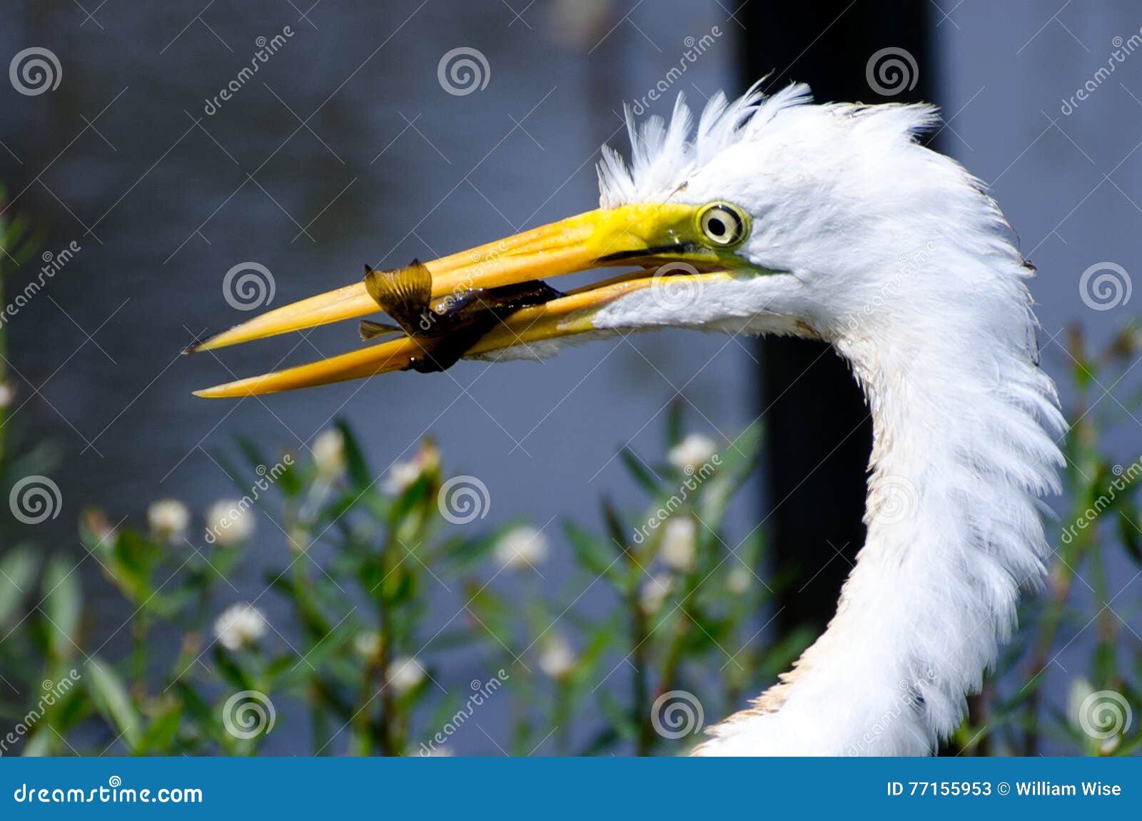 Great Egret with Fish stock image. Image of feeding, small - 77155953