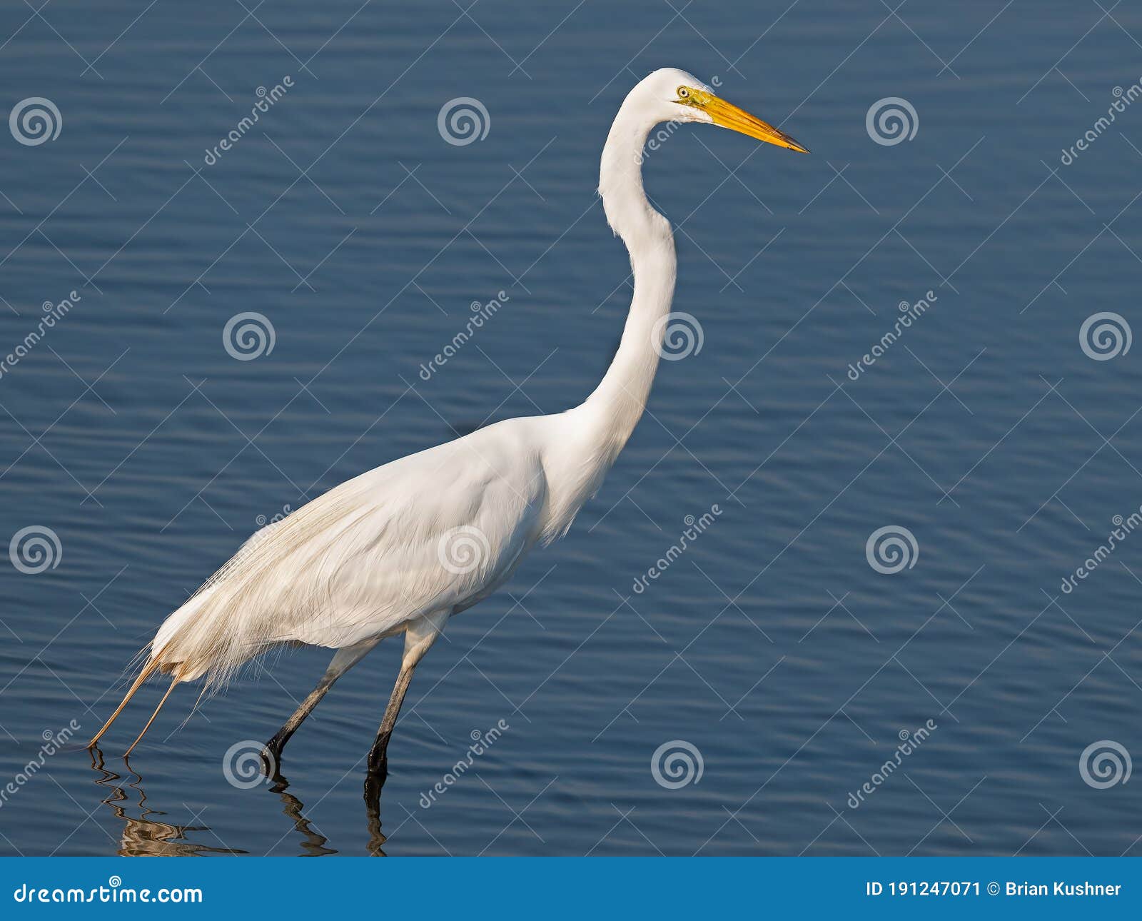 Great Egret with Fish stock image. Image of feather - 191247071