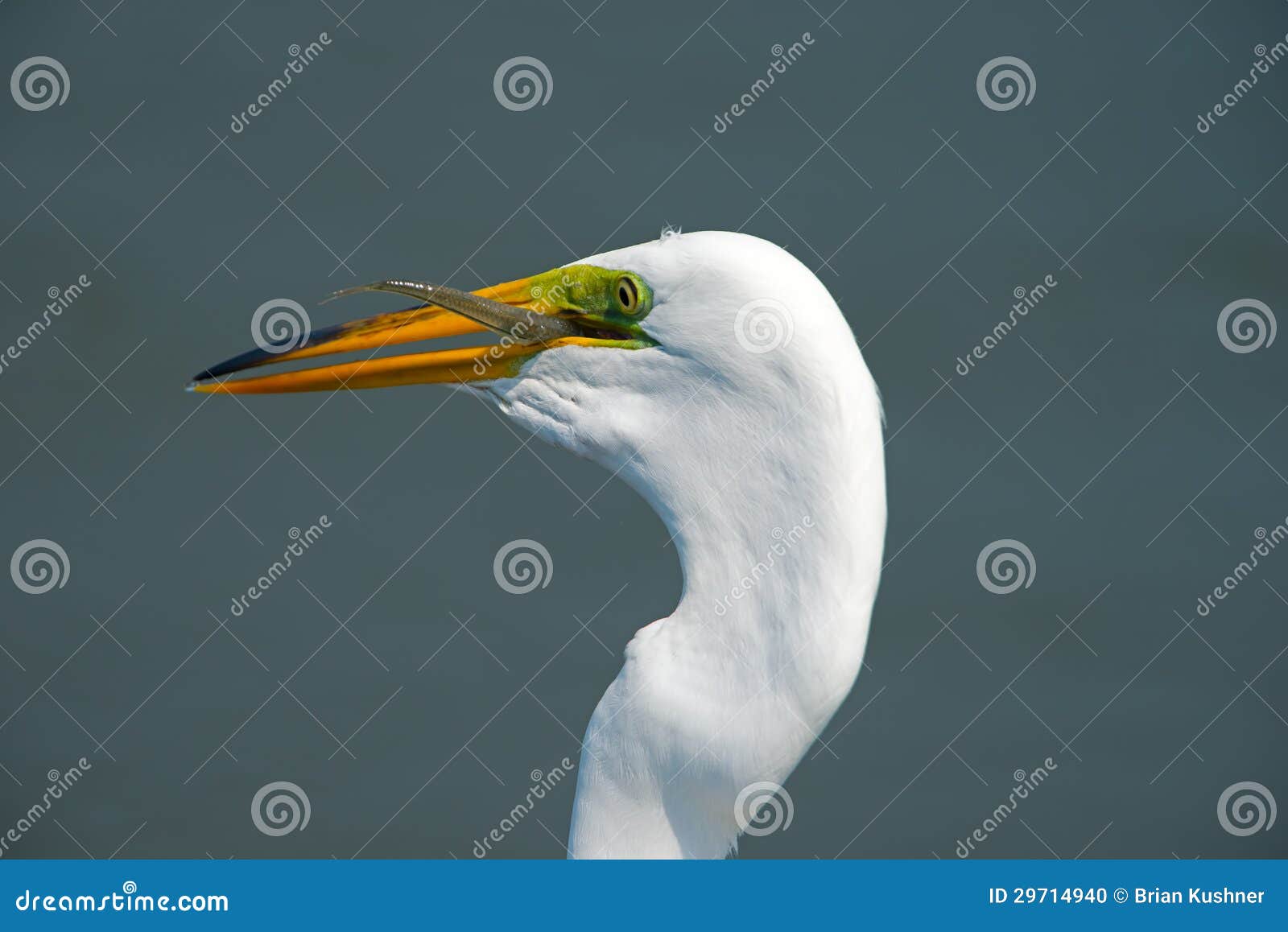 Great Egret with Fish stock photo. Image of heron, ardea - 29714940