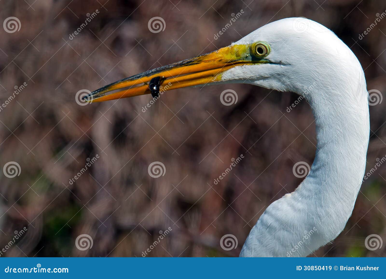 Great Egret with Fish stock image. Image of flight, colorful - 30850419