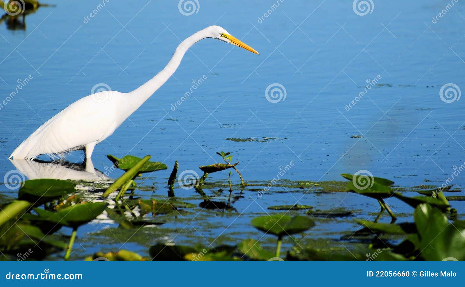 Great Egret Fishing stock photo. Image of outdoor, creature - 22056660