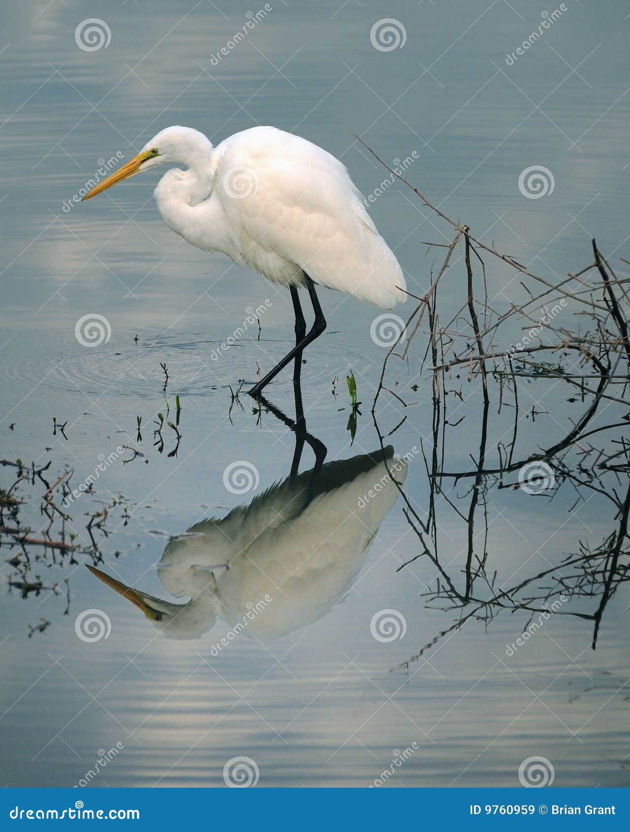 Great Egret Fishing stock image. Image of saorsa, yellow - 9760959