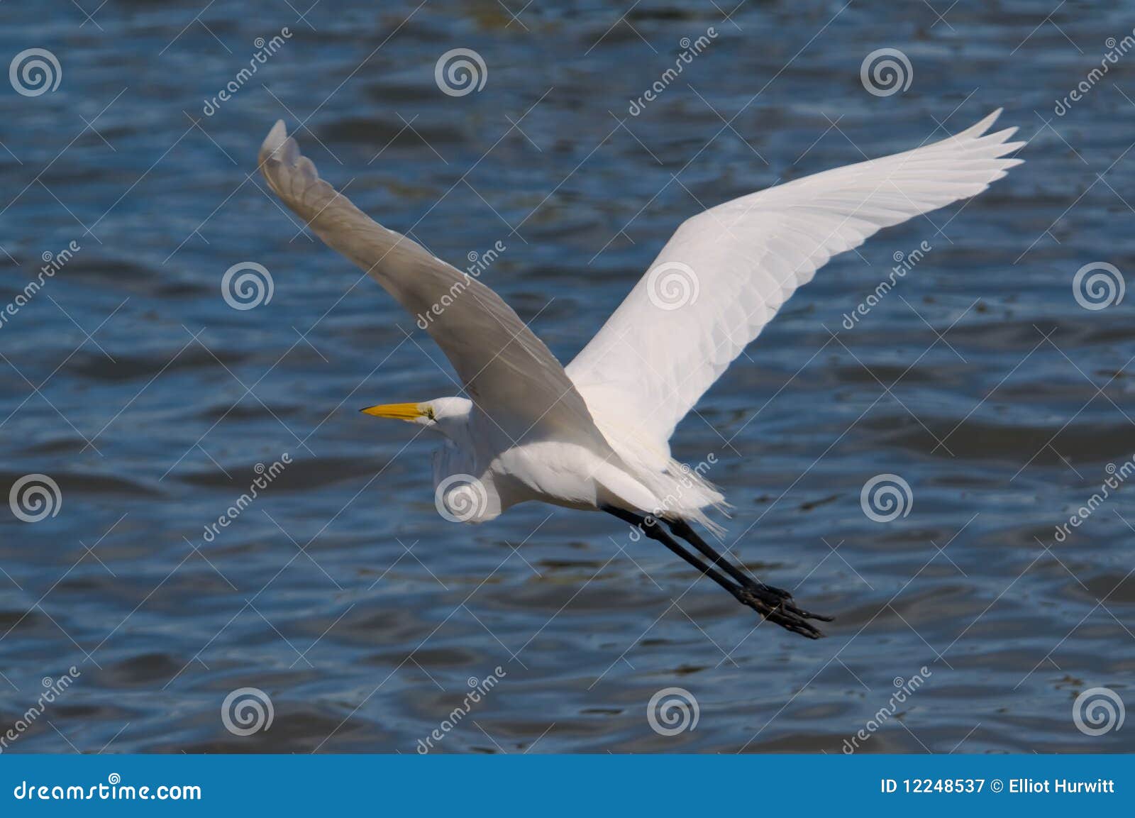 Great Egret in Flight stock image. Image of flying, waterbird - 12248537