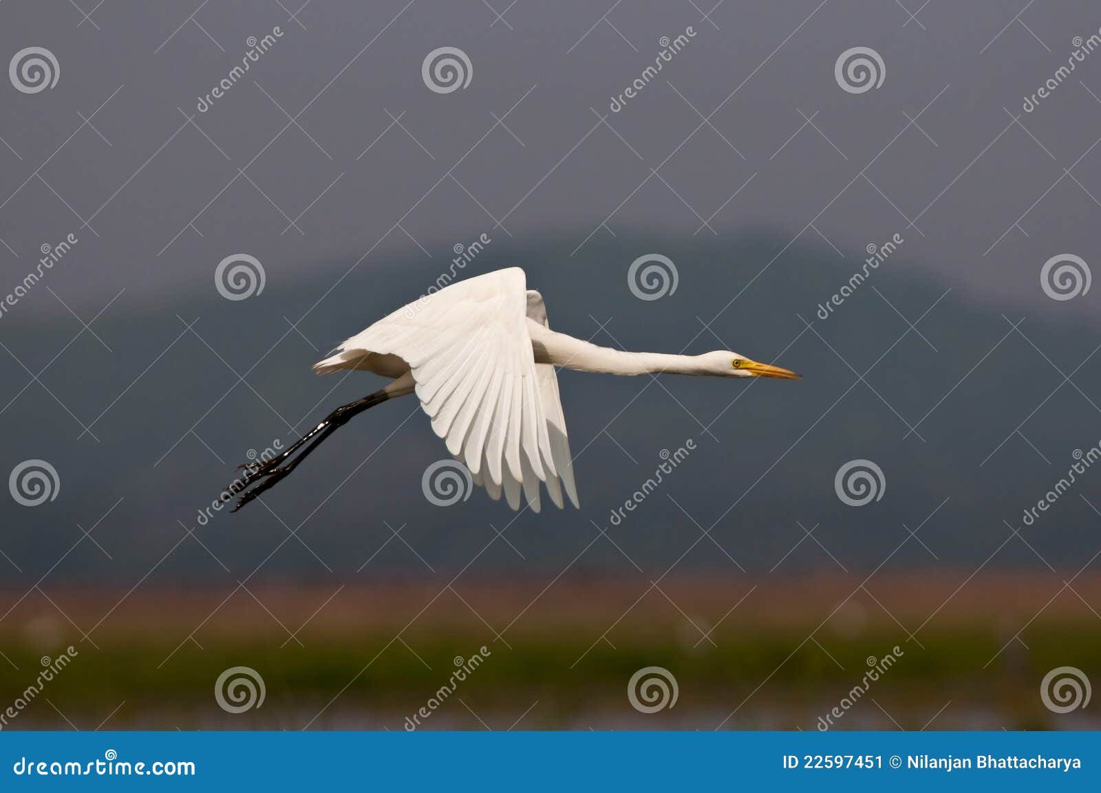 Great Egret in Flight stock image. Image of beautiful - 22597451