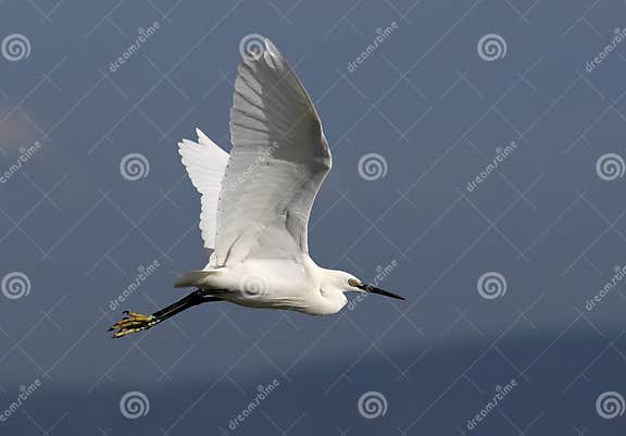 Great egret in flight stock photo. Image of egret, flying - 4183706