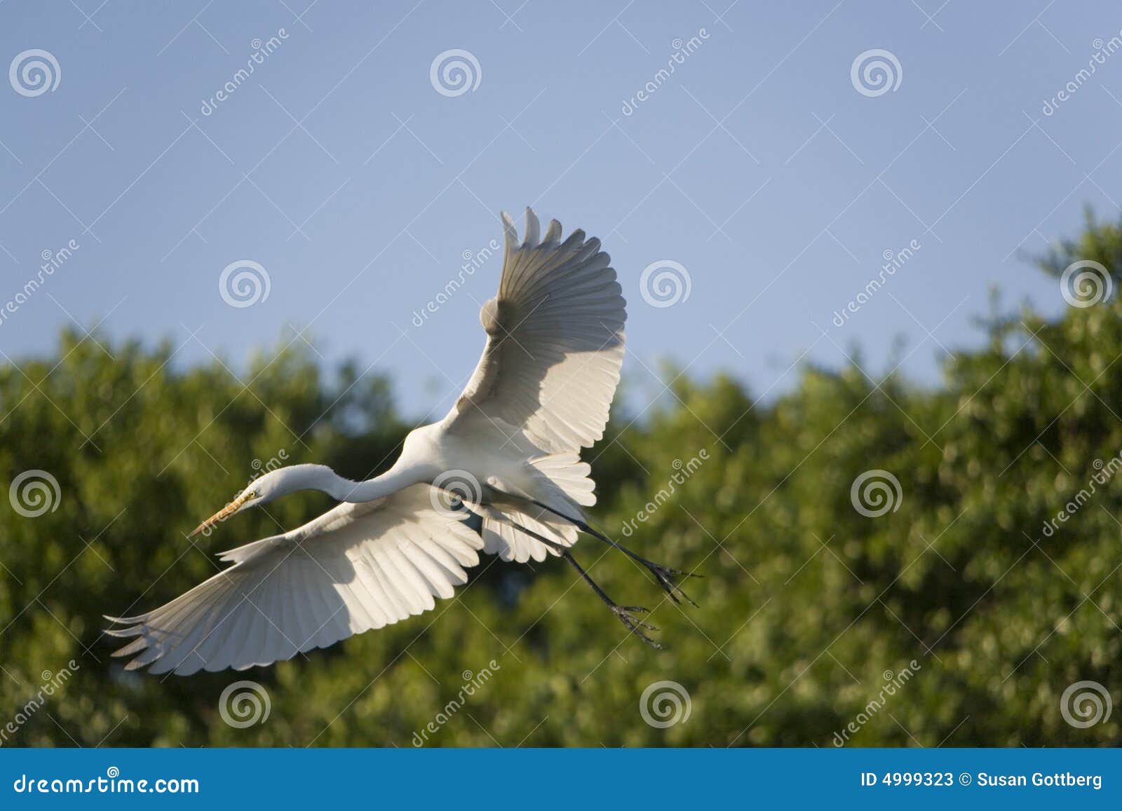 Great Egret in Flight stock image. Image of egret, common - 4999323