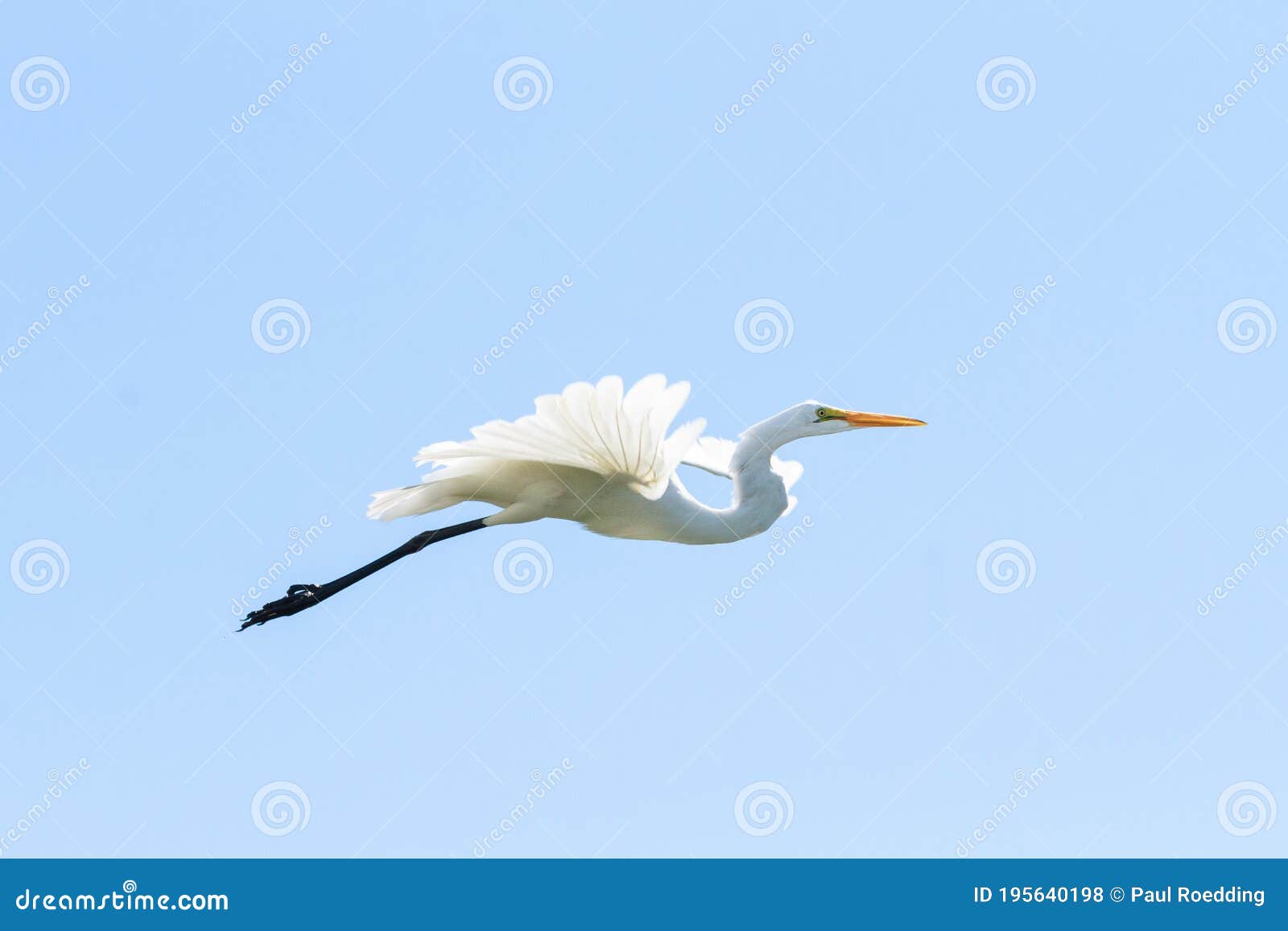Great Egret in flight stock photo. Image of flight, great - 195640198