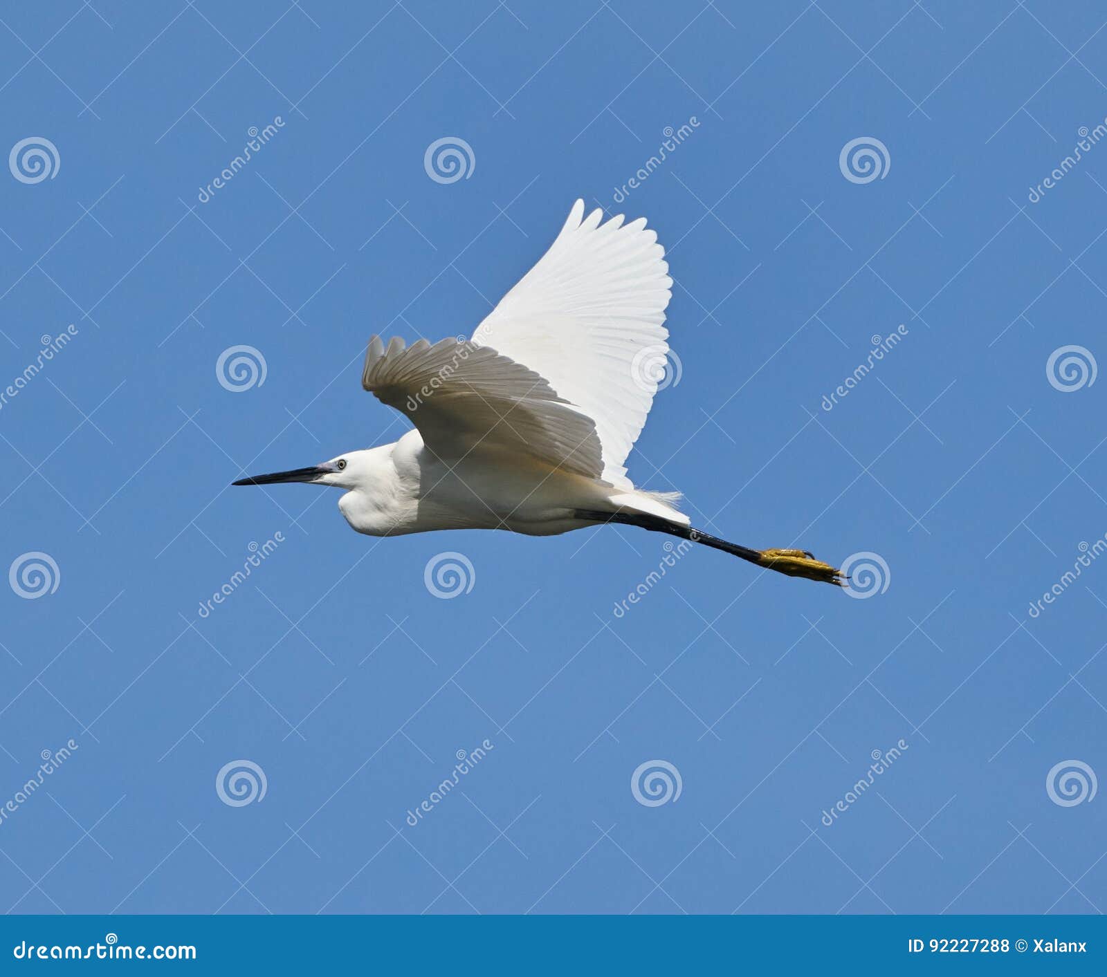 Great egret in flight stock photo. Image of freedom, summer - 92227288