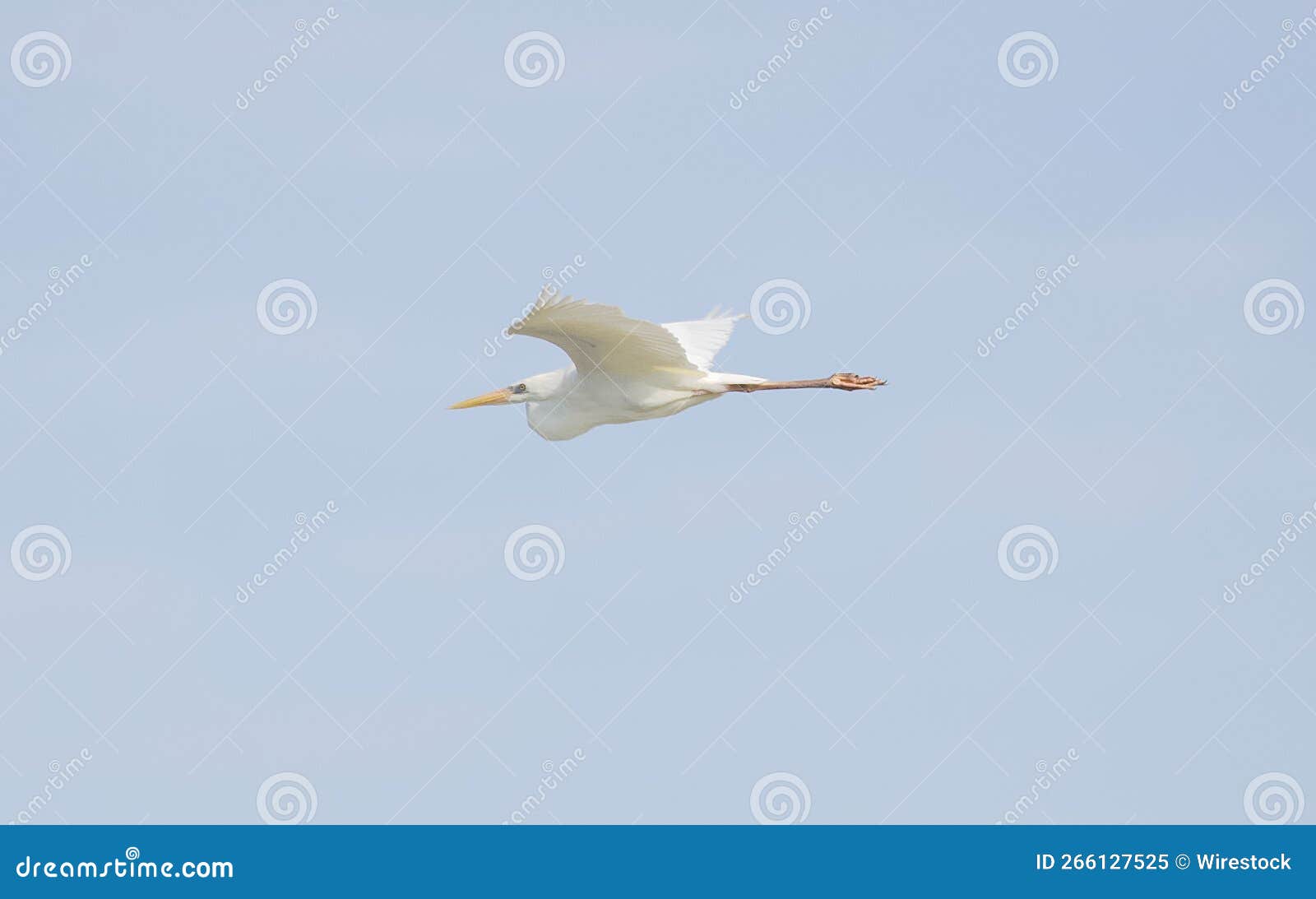 Great Egret in Flight on a Blue Sky Background Stock Image - Image of ...