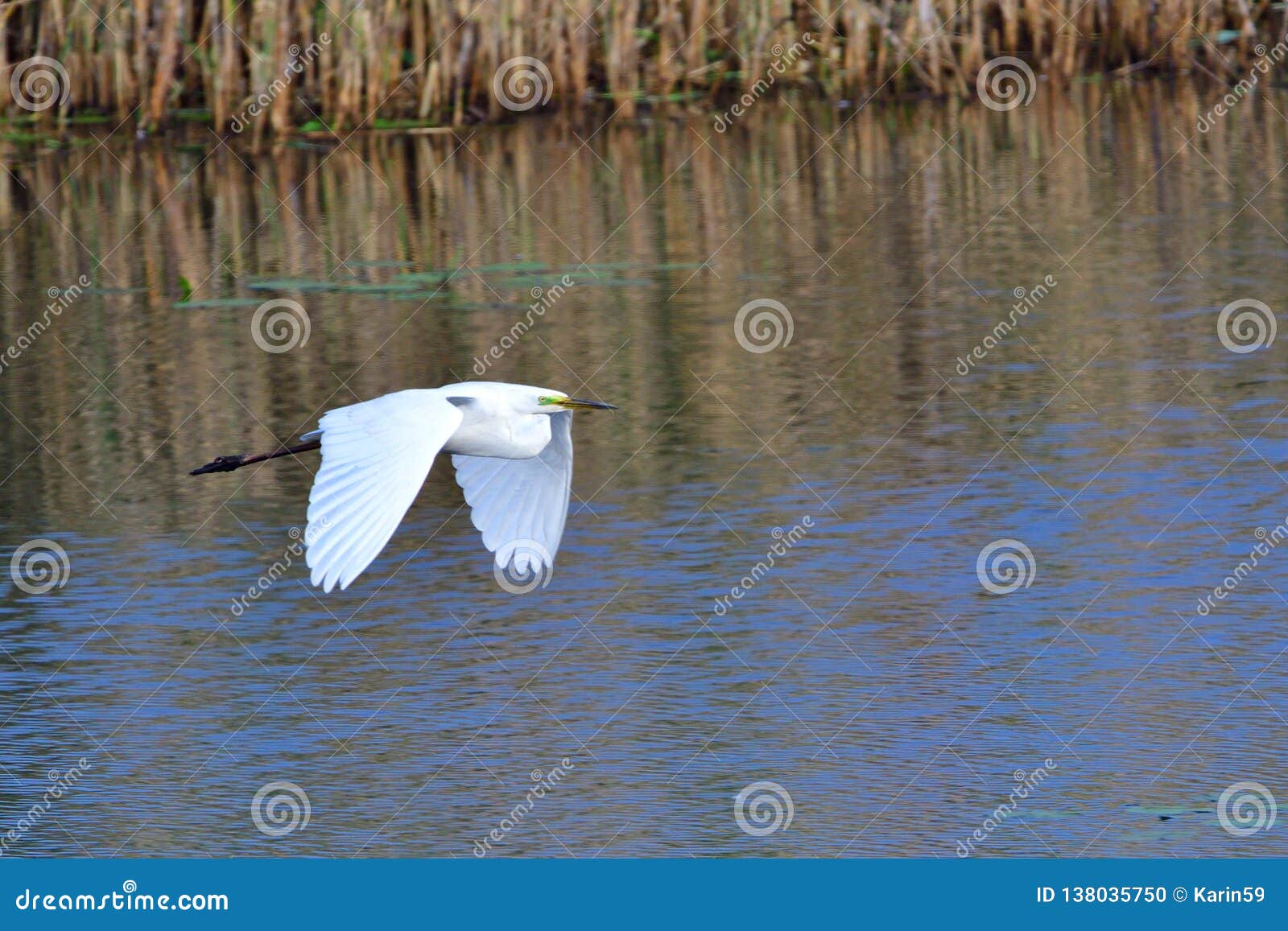 Great egret in flight stock photo. Image of marsh, beak - 138035750