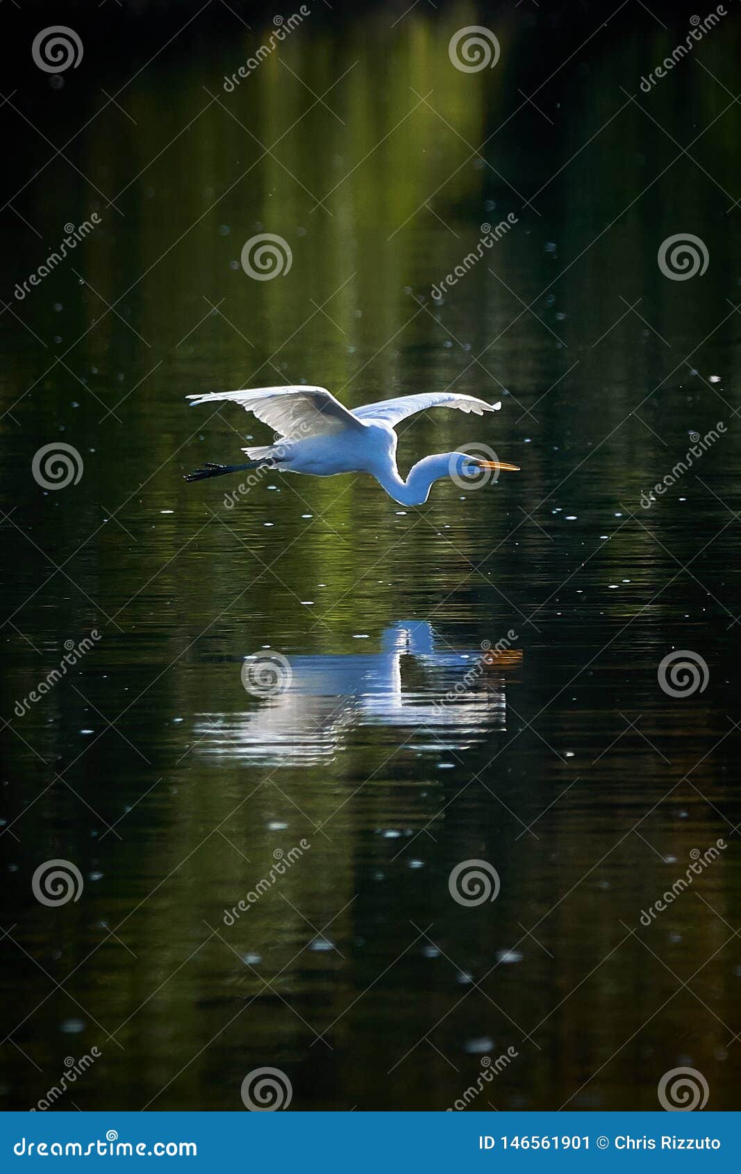 Great Egret in Flight Over Water Stock Image - Image of river, pond ...
