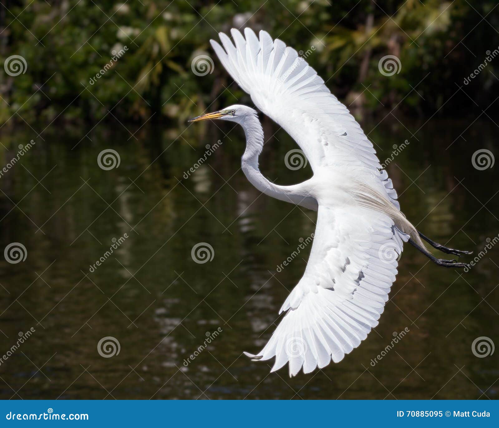 Great Egret in Flight stock image. Image of wetland, pond - 70885095
