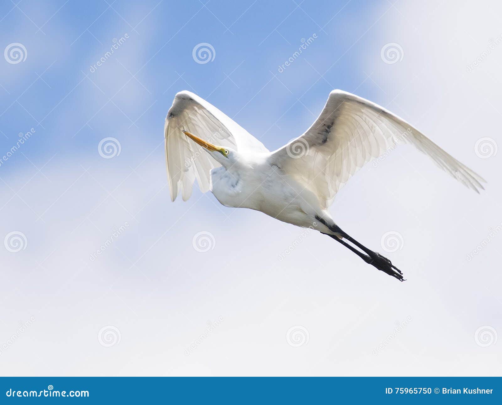 Great Egret in Flight stock photo. Image of feather, lake - 75965750
