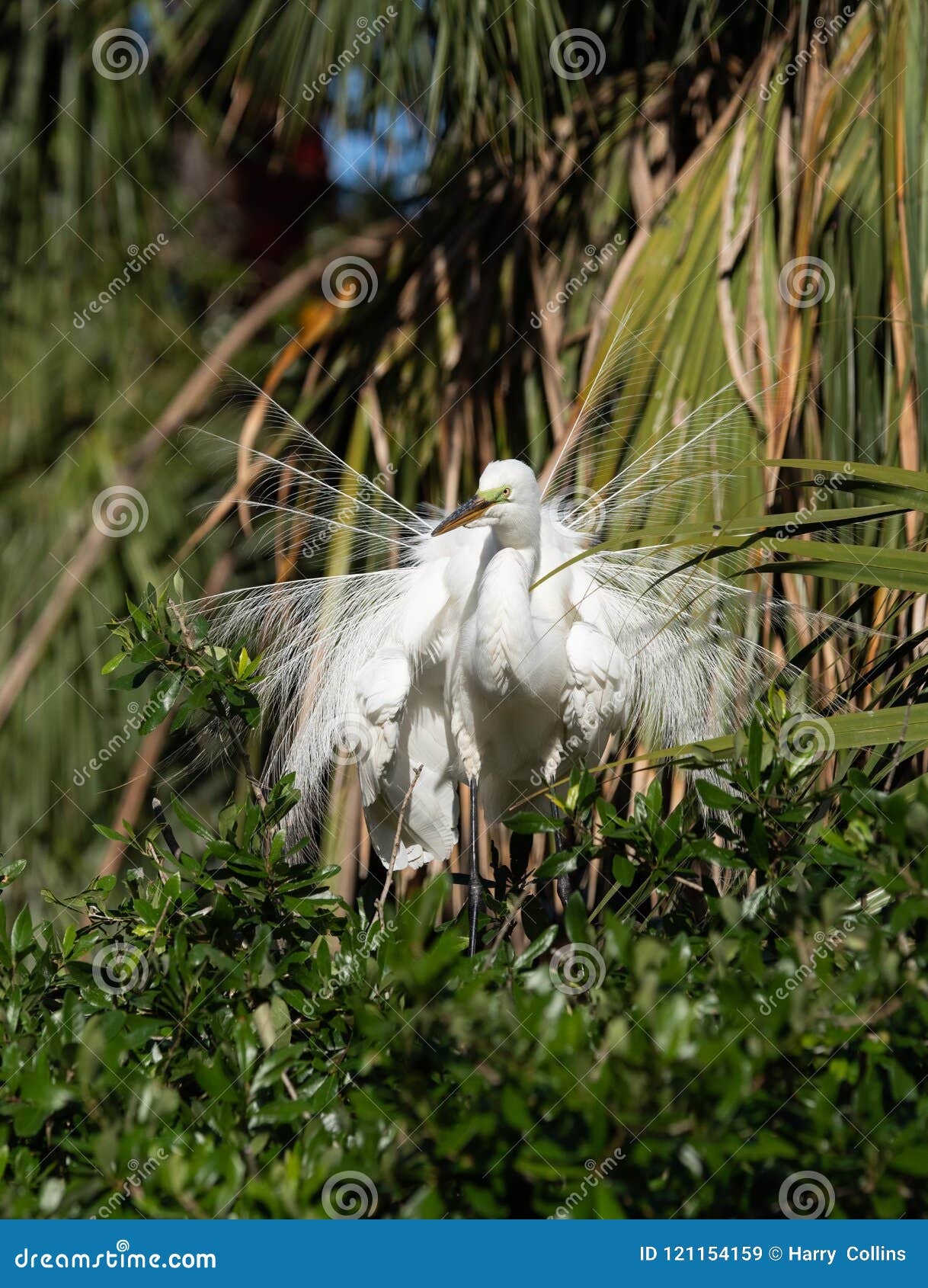 Great Egret in Florida stock image. Image of northern - 121154159