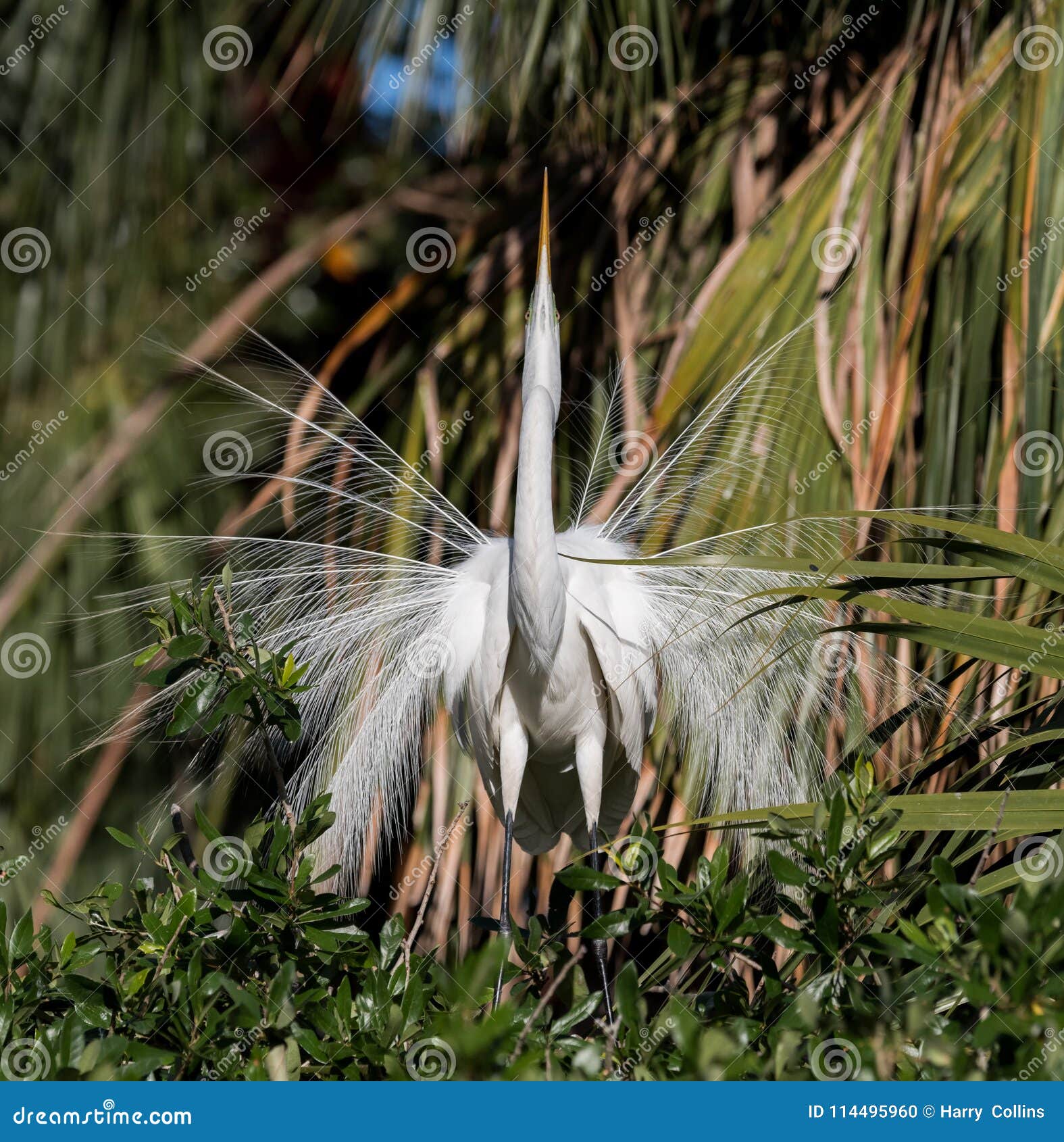 Great Egret in Northern Florida Stock Photo - Image of egret, chick ...