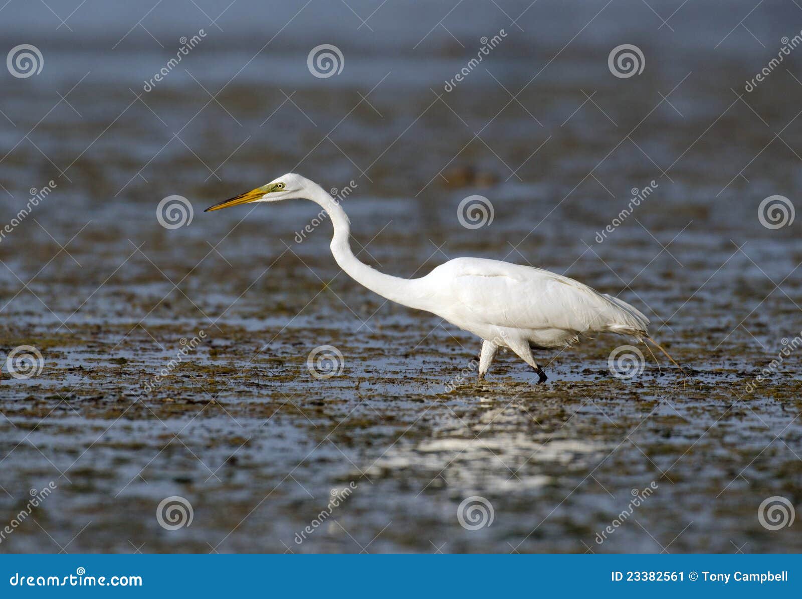 Great Egret in Florida Marsh Stock Image - Image of nature, great: 23382561