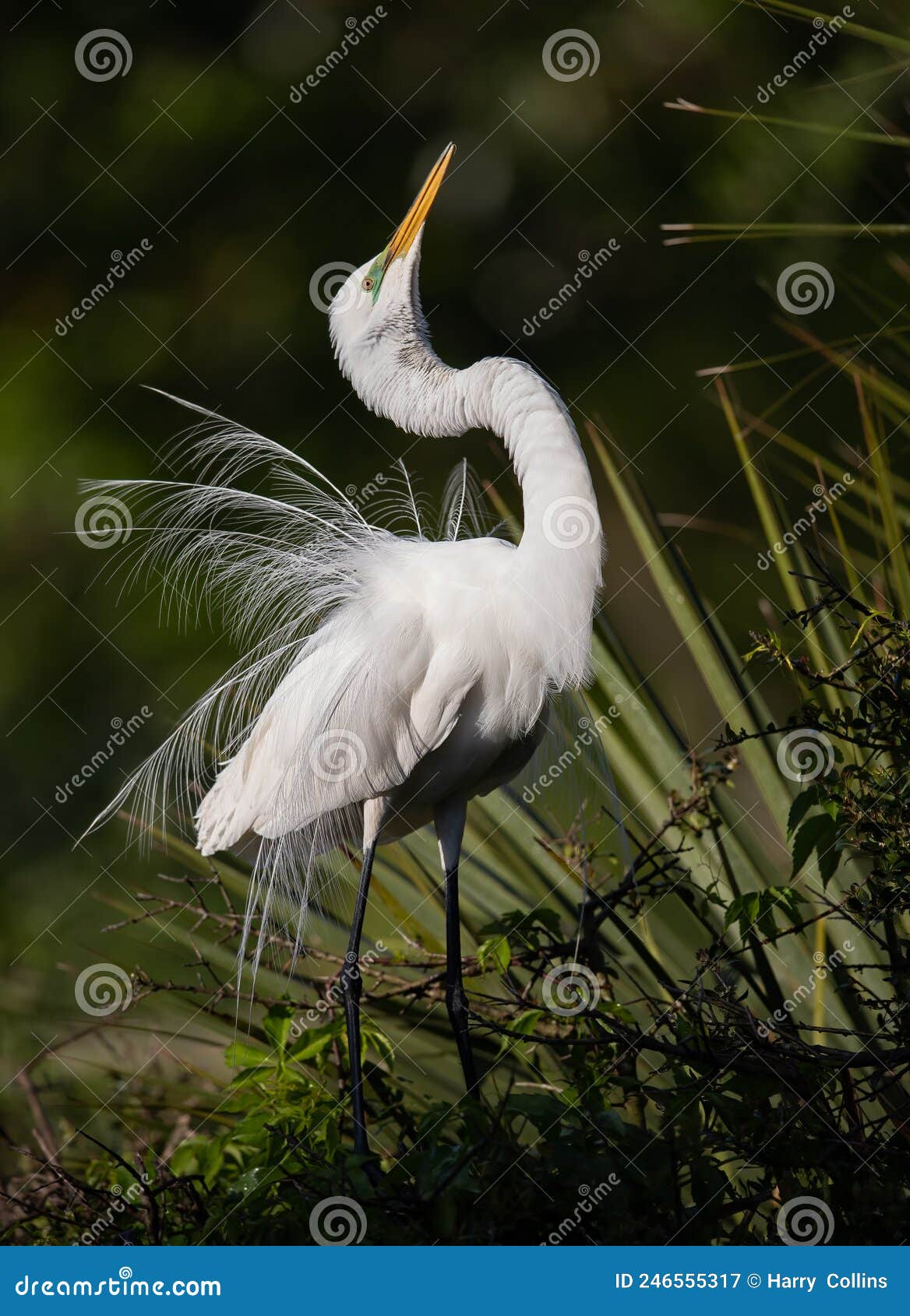 A Great Egret in Florida stock image. Image of barn - 246555317