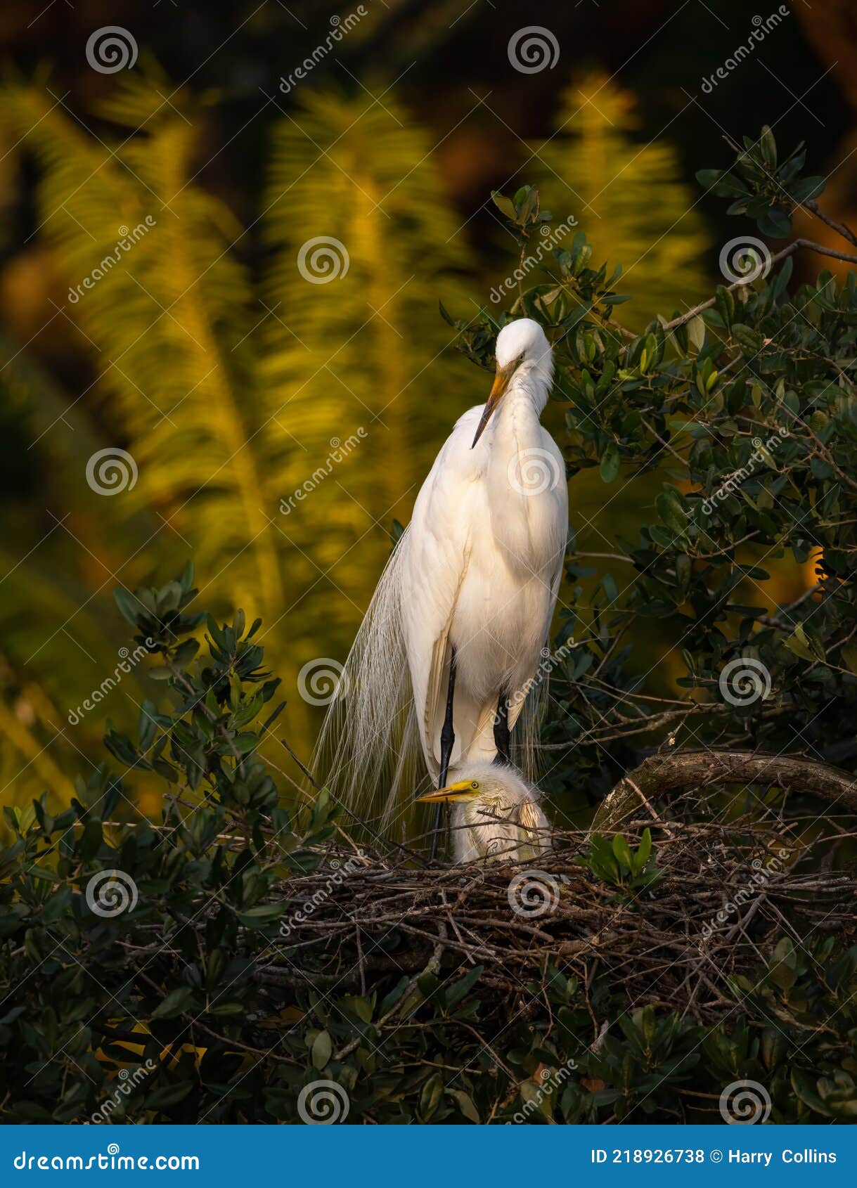 A Great Egret in Florida stock photo. Image of landscape - 218926738
