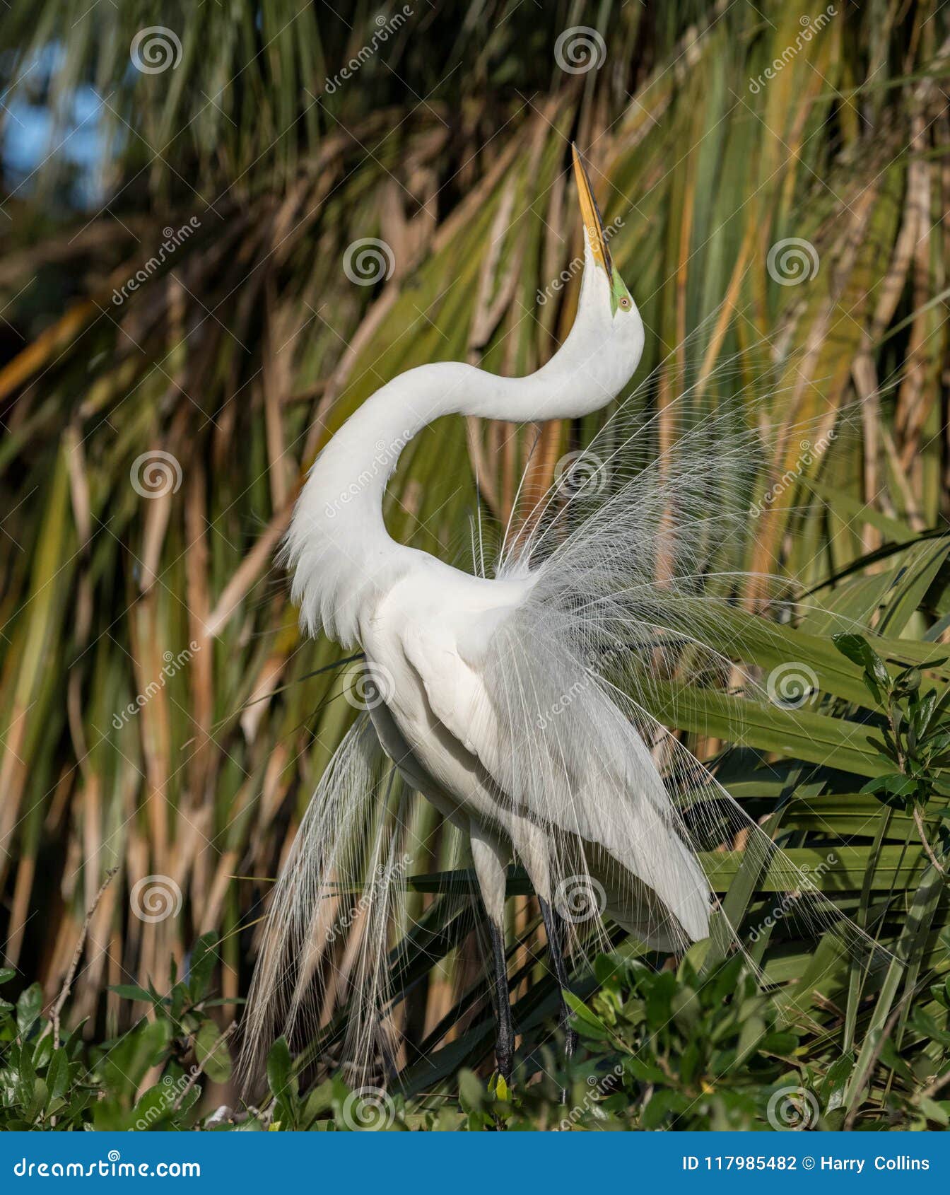 Great Egret in Florida stock photo. Image of cypress - 117985482